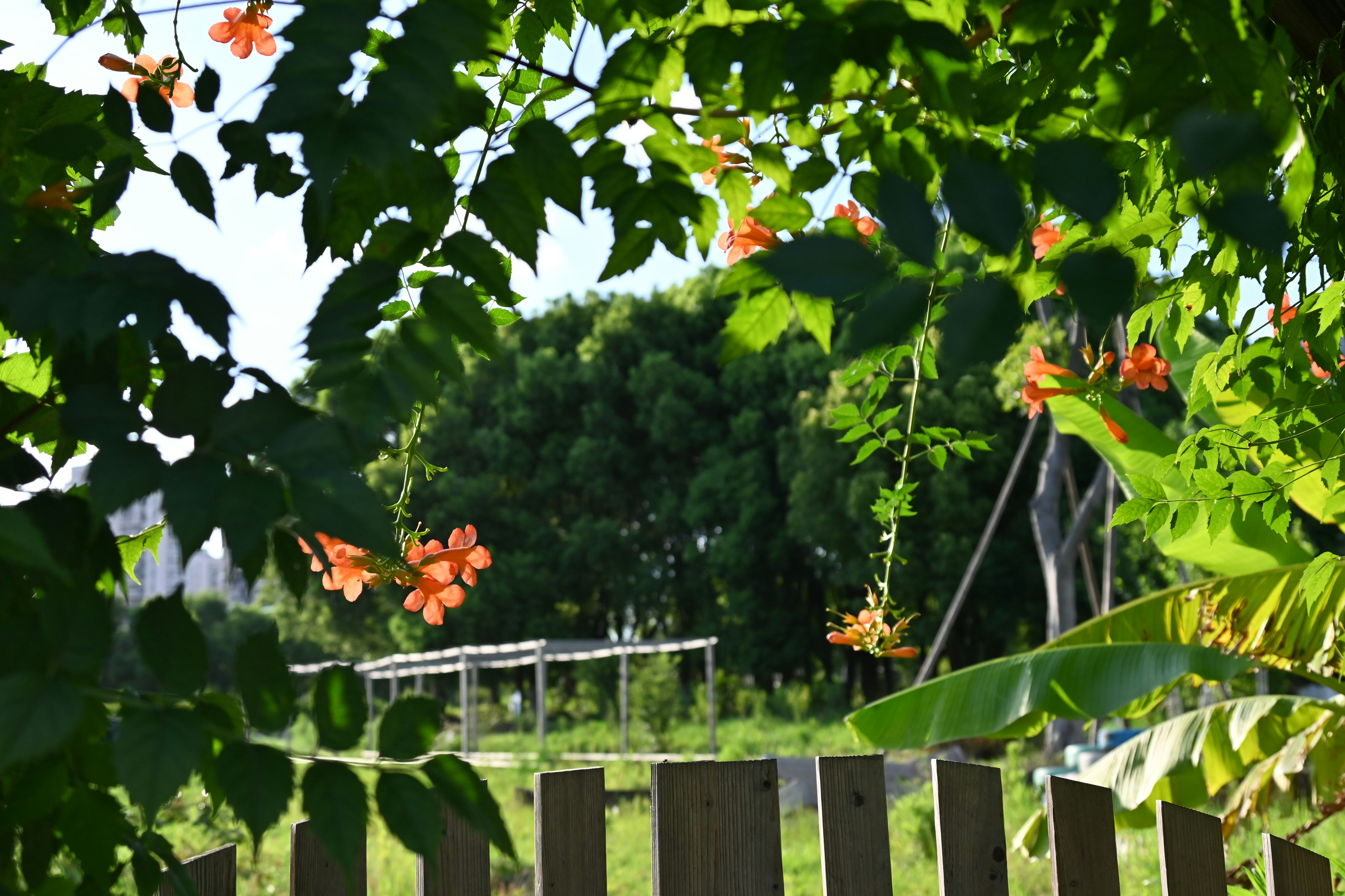 Whispers of Nature Through a Wooden Fence
