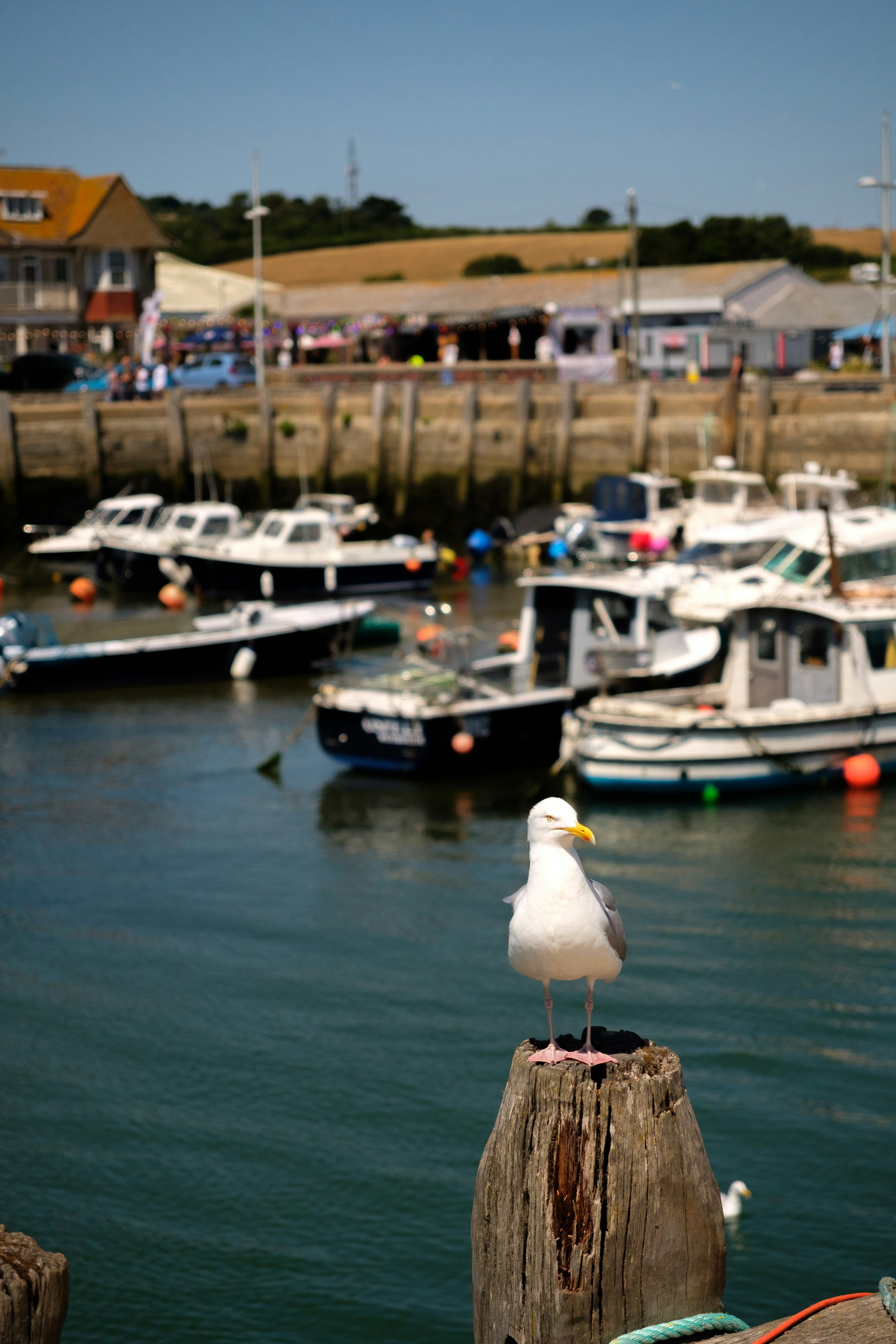Seagull standing atop a weathered post overlooking a bustling marina filled with boats and colorful buoys. 