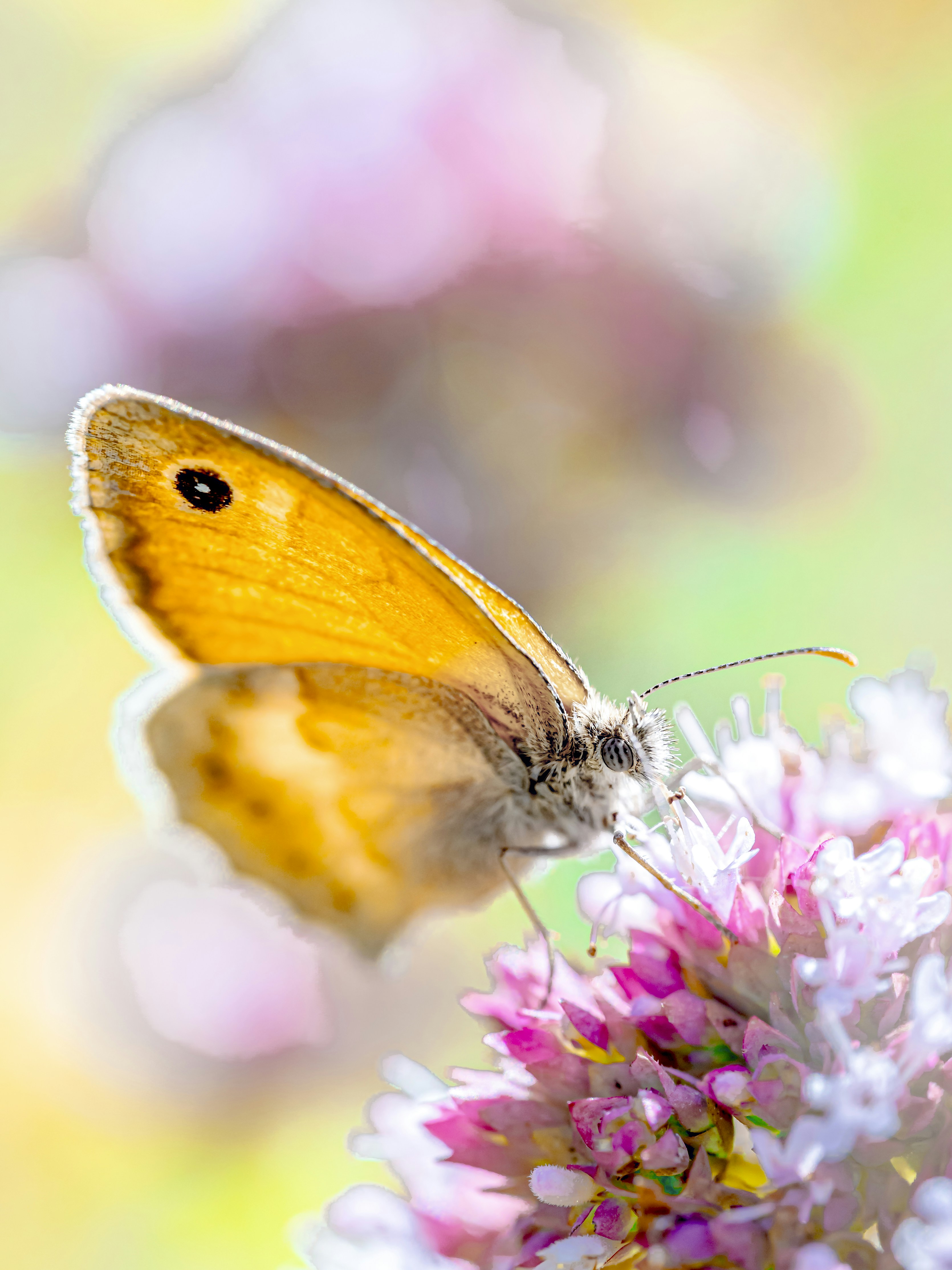 Golden Speckled Flight: A Butterfly on Soft Pink Blossoms