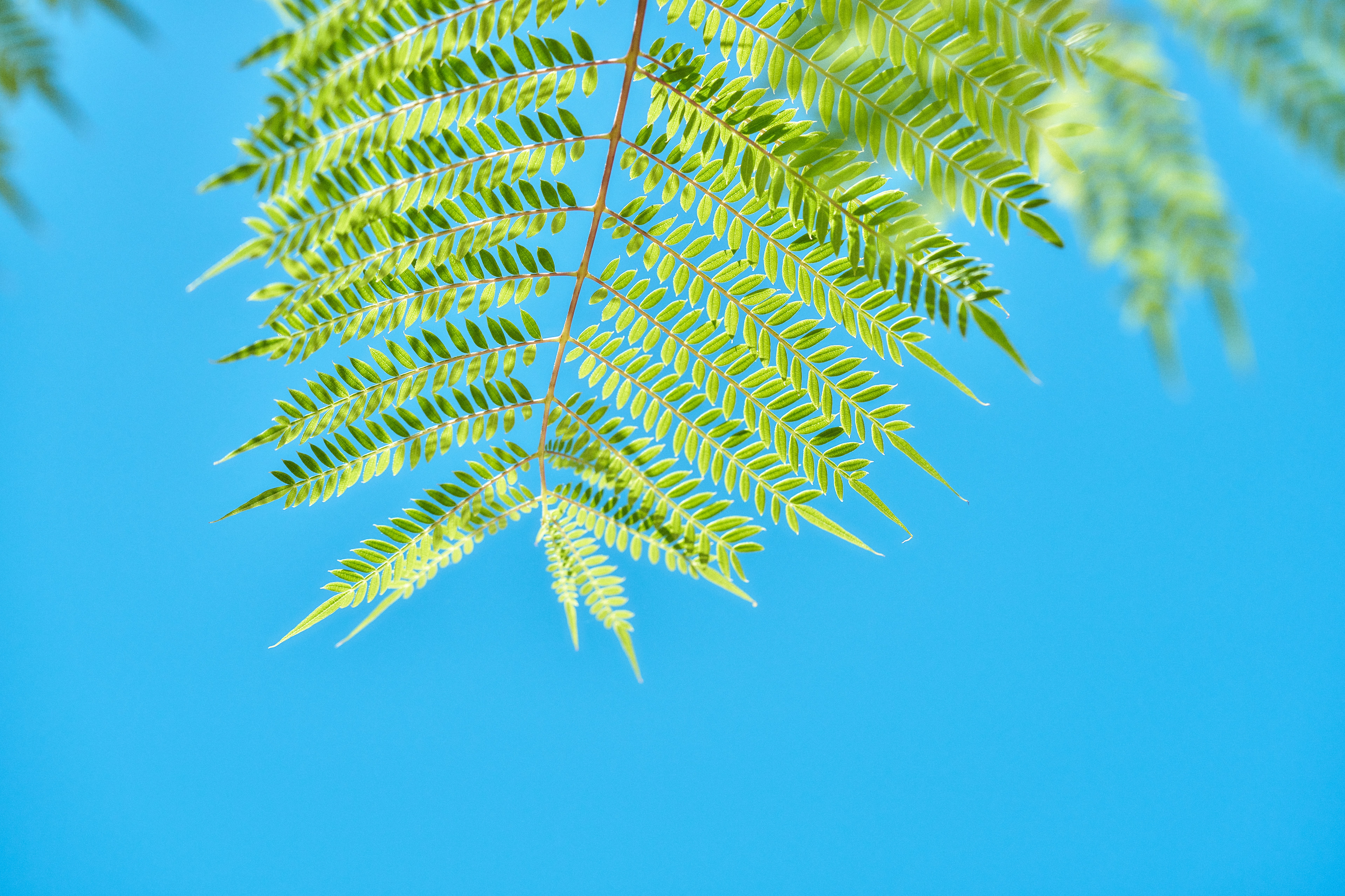 Green fern fronds against a bright blue sky.