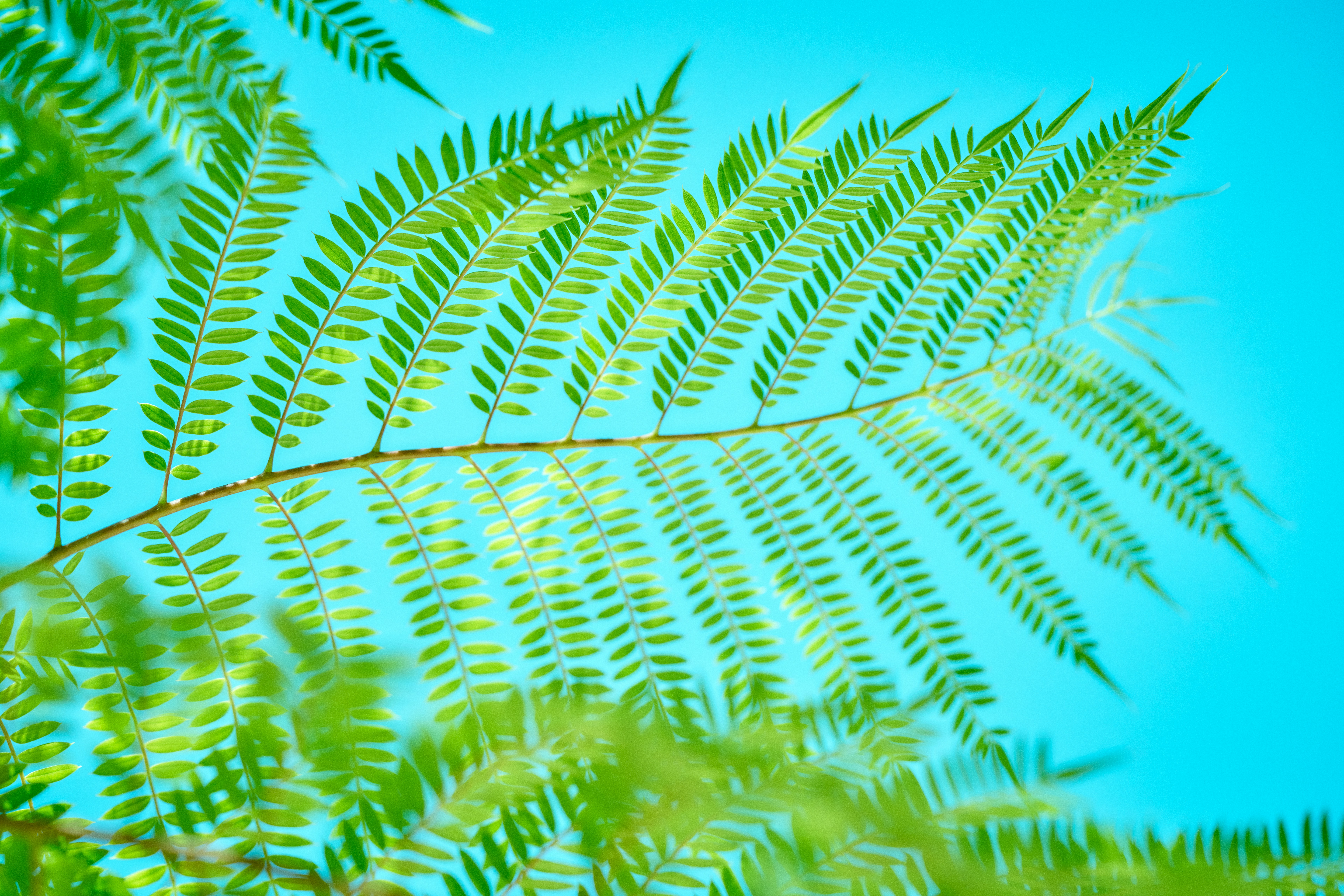Cyan Canopy: Delicate Fern Fronds in Focus