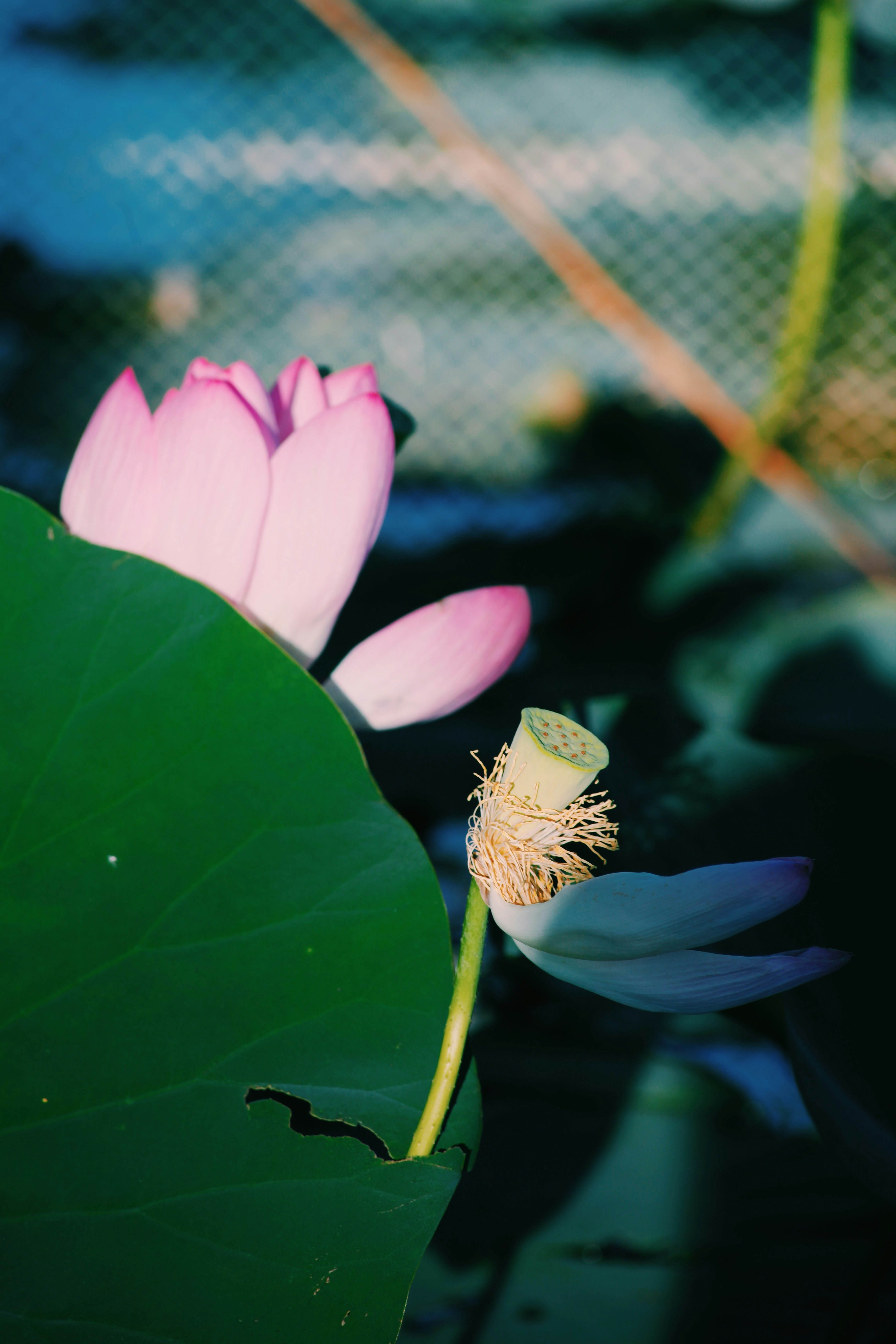 Petals in Focus: A Quiet Close-Up of a Pink Lotus with Seed Pod
