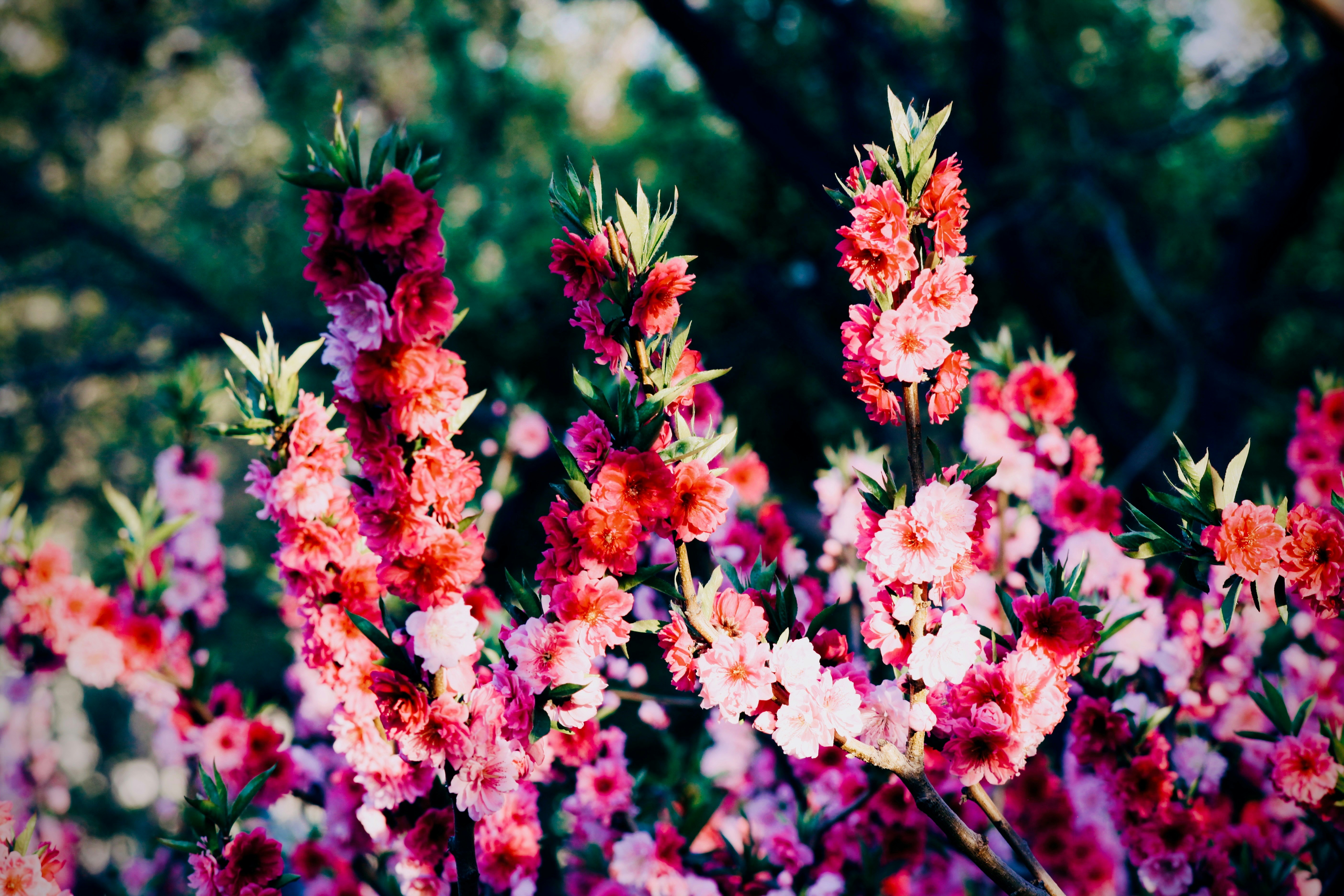 Blossoms in Vibrant Harmony