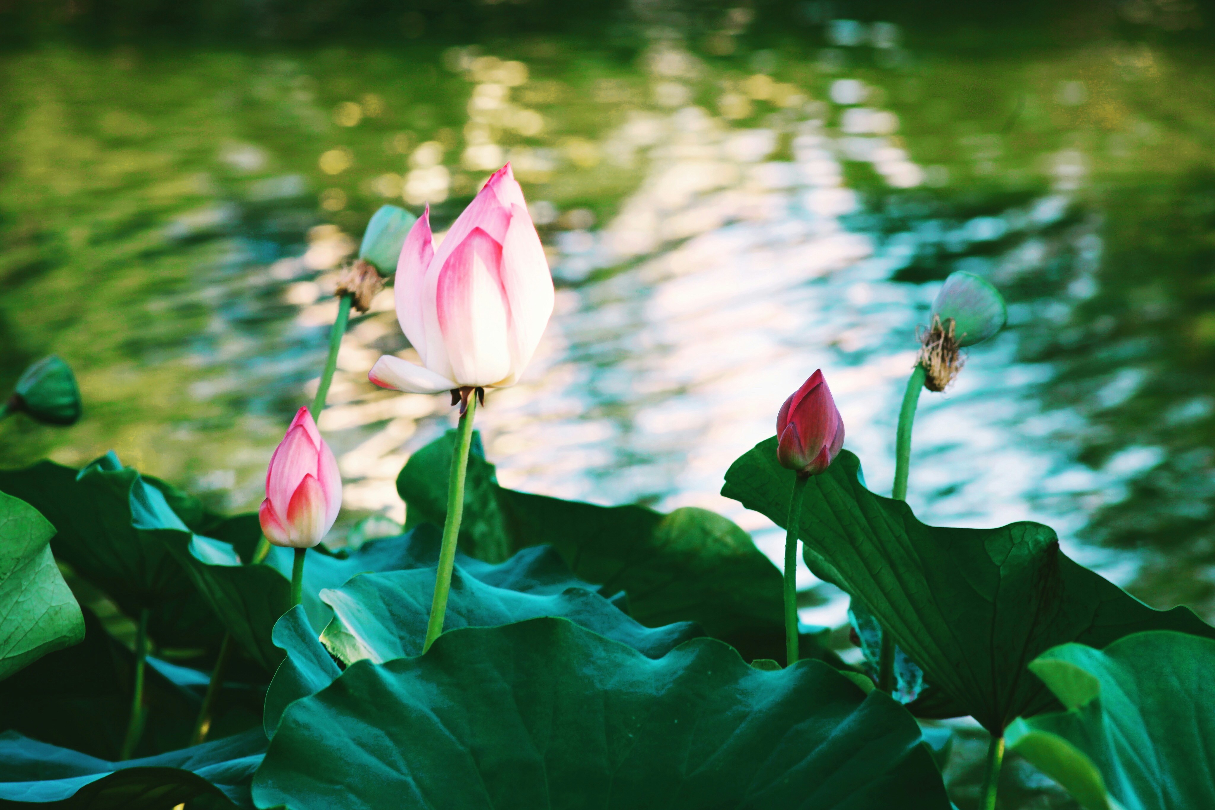 Pink lotus flowers bloom near water. photo – Free Flower Image on Unsplash