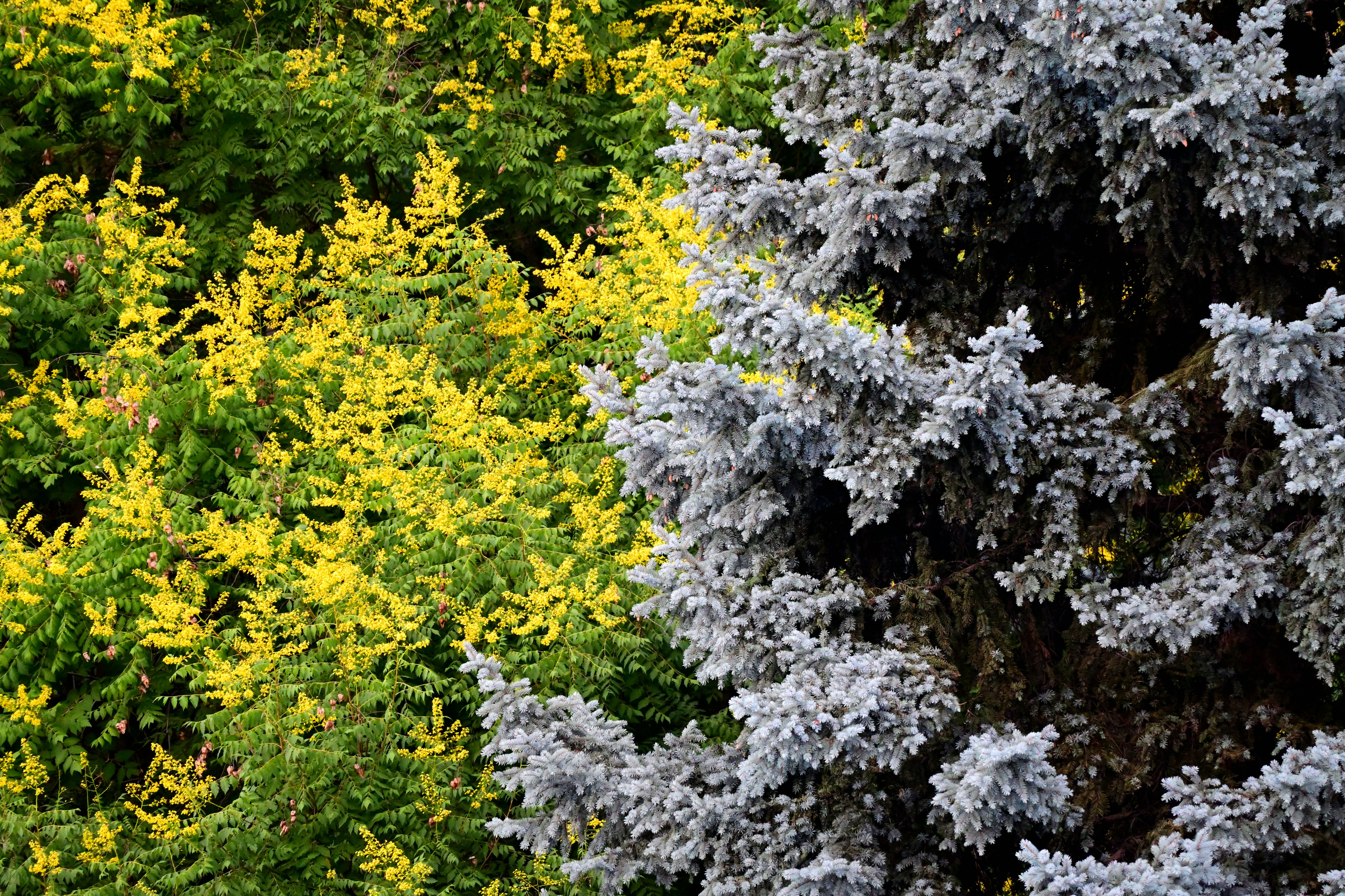 Colorful trees showcasing bright yellow and gray.