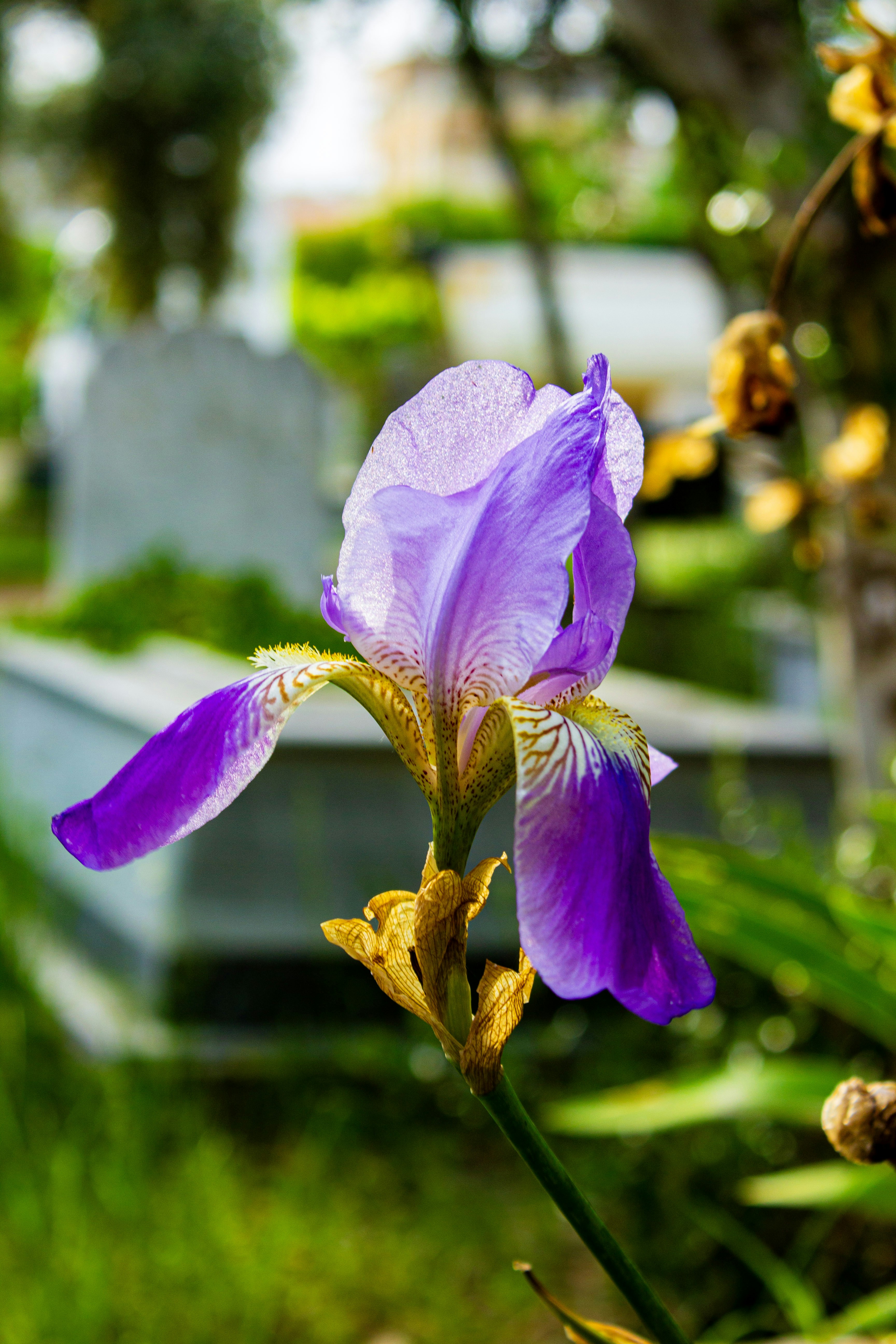 Whispers of Spring: The Iris in Bloom