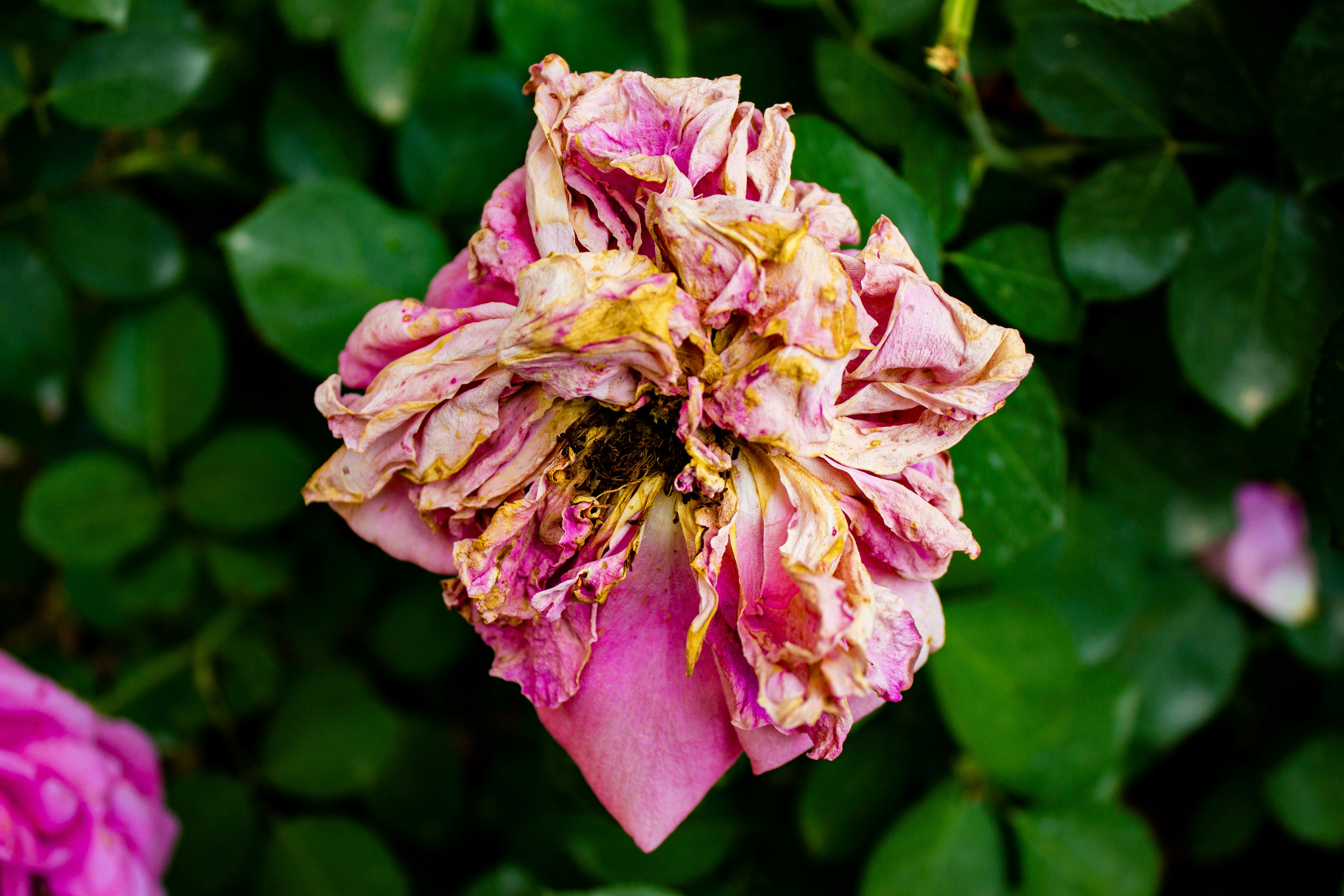 Withered Pink Rose Core: a close-up of fading petals amid green backdrop