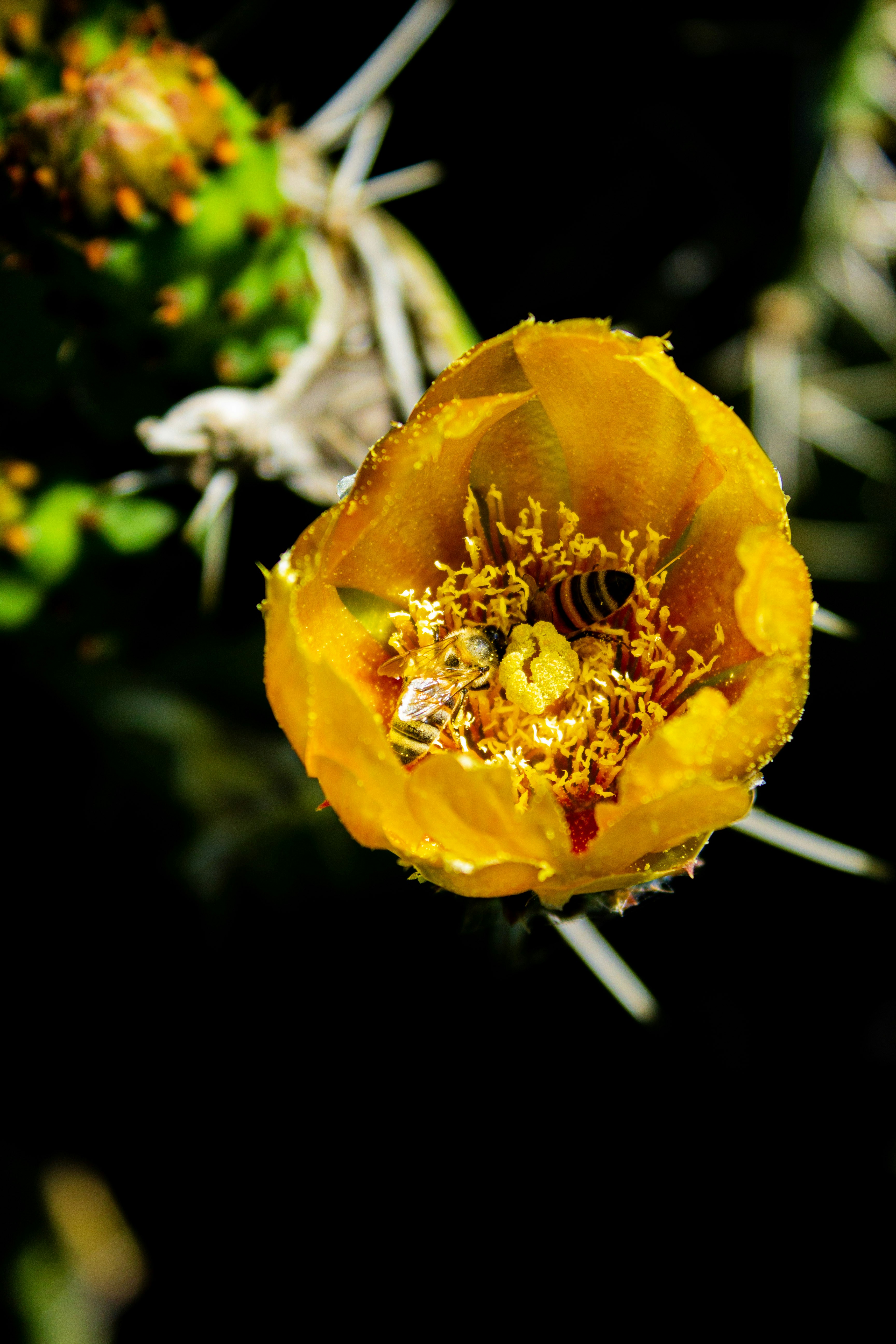 Amber Bloom: A Honeybee at the Heart of a Golden Cactus Bloom