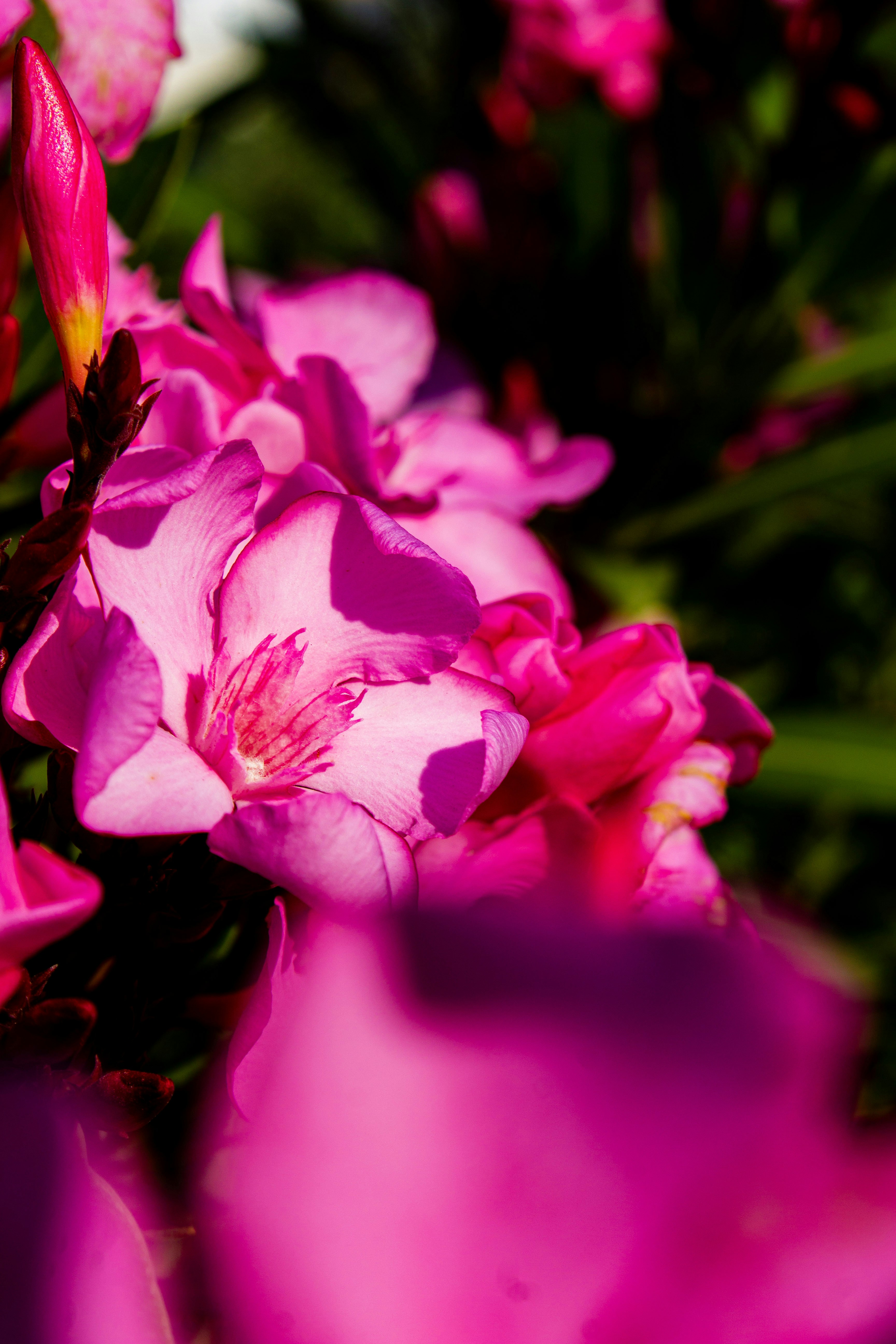 Pink flowers are in full bloom.