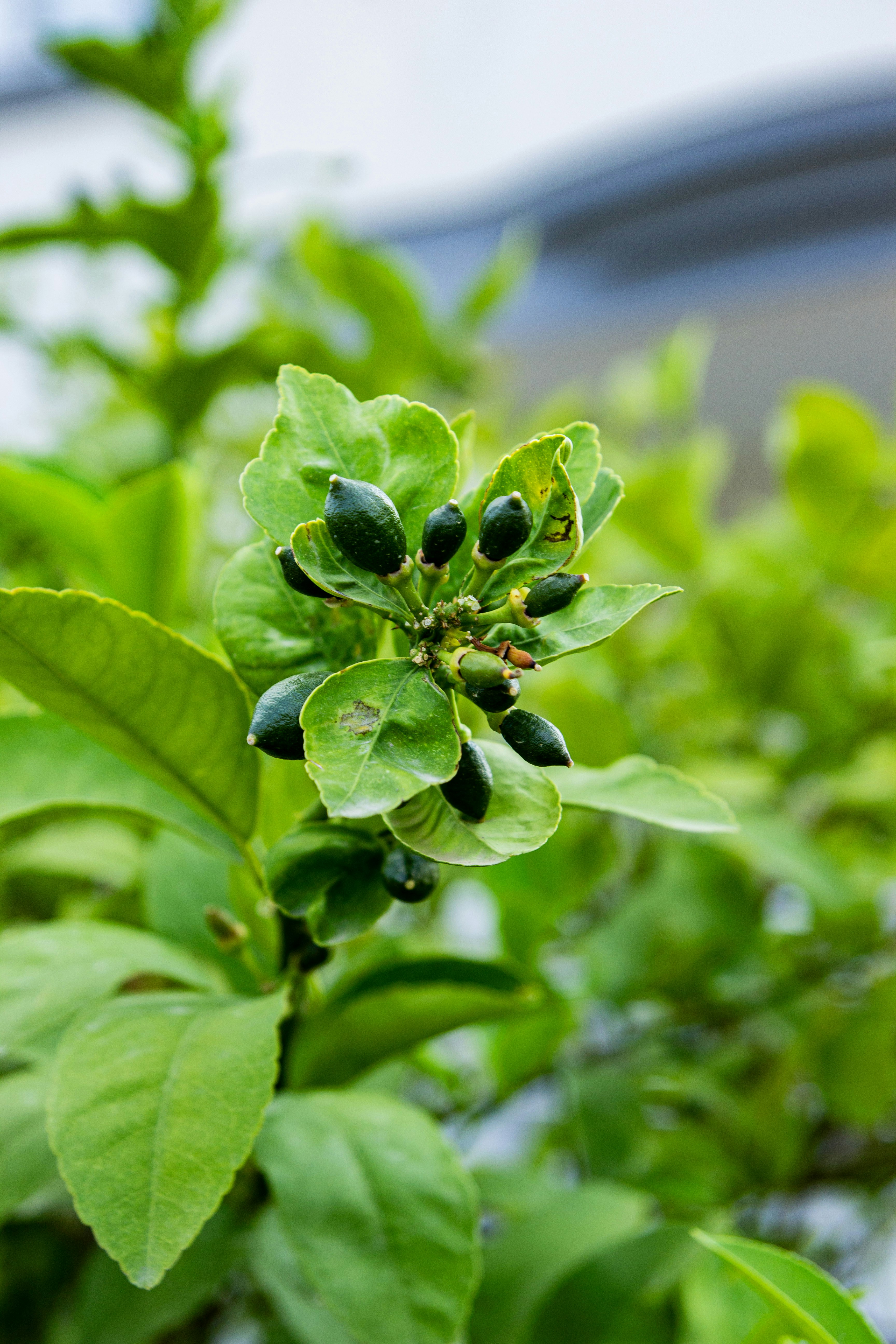 Emerging Growth: Nature's Green Gems