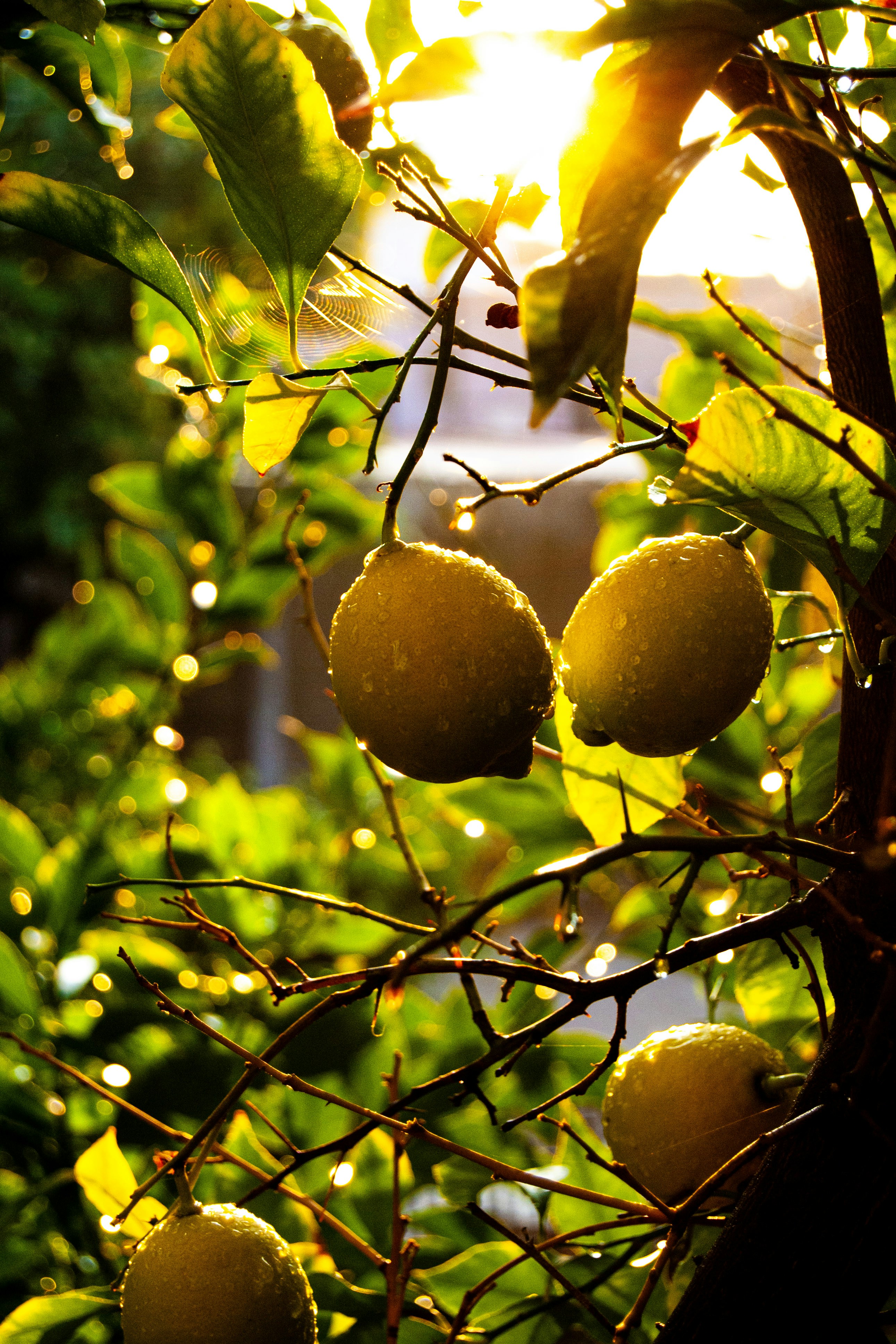 Golden Citrus Symphony at Dusk