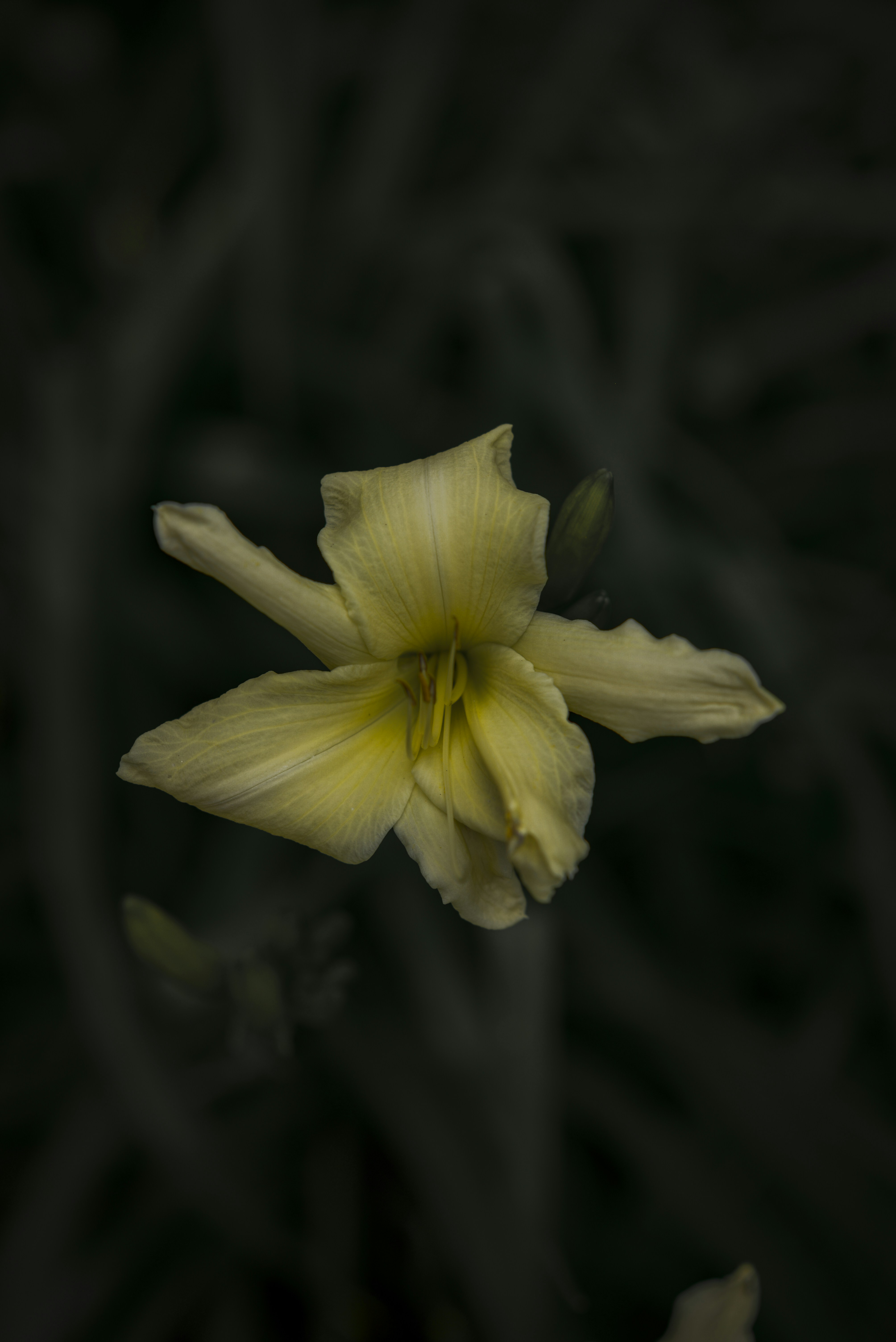 Whispers of a Yellow Blossom