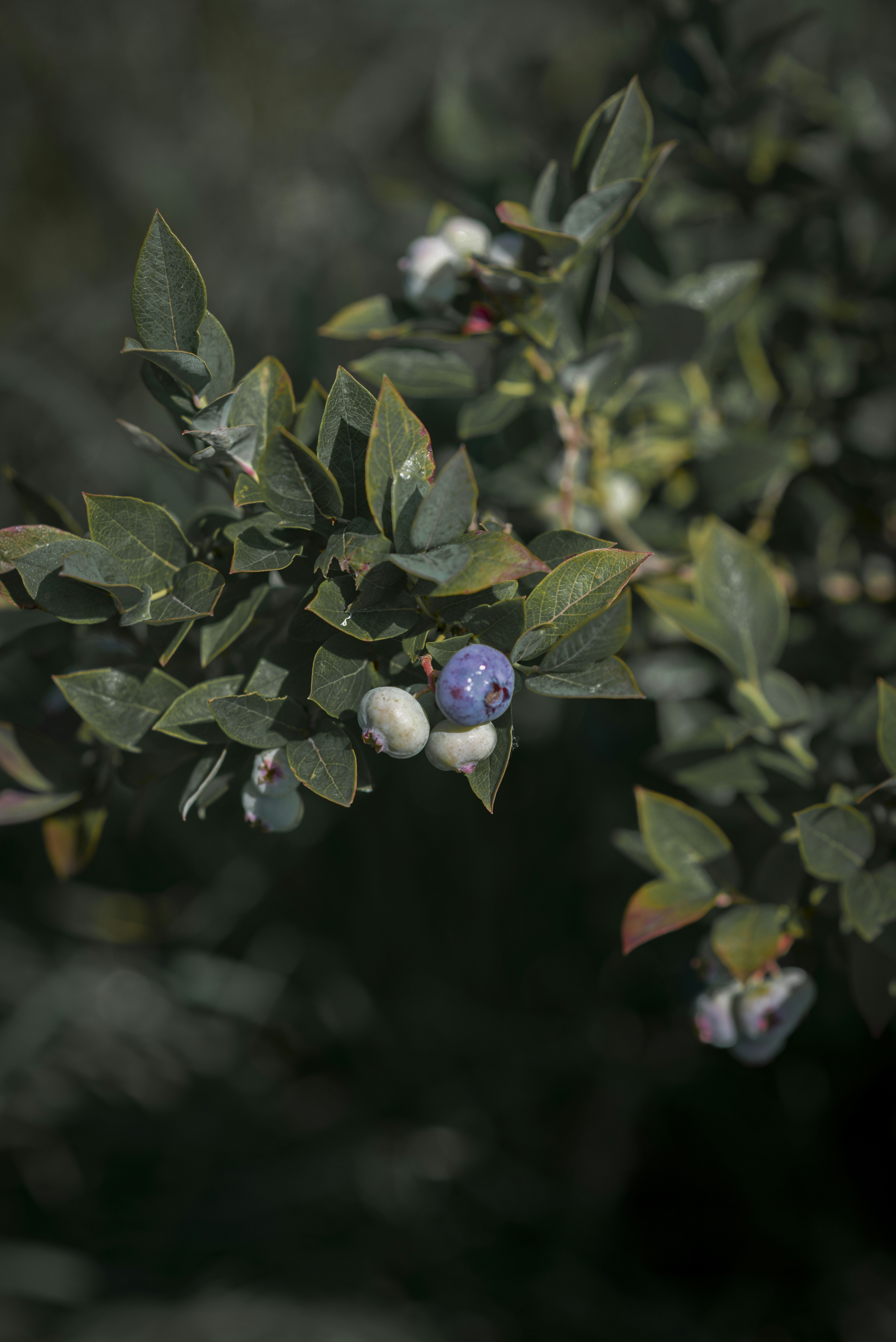 Nature's Hidden Gems: The Blueberry Bounty