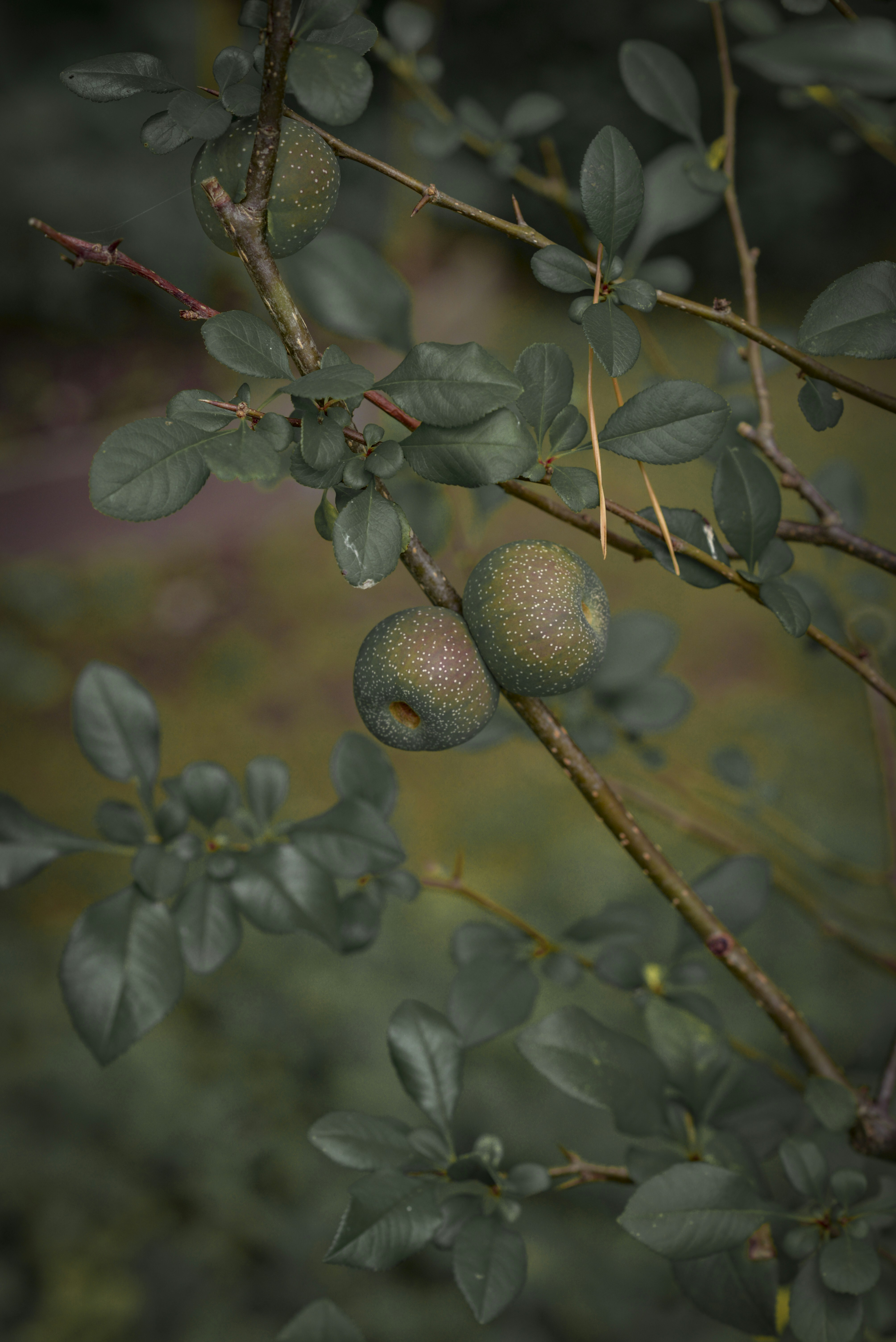Emerging Harvest: Nature's Hidden Gems