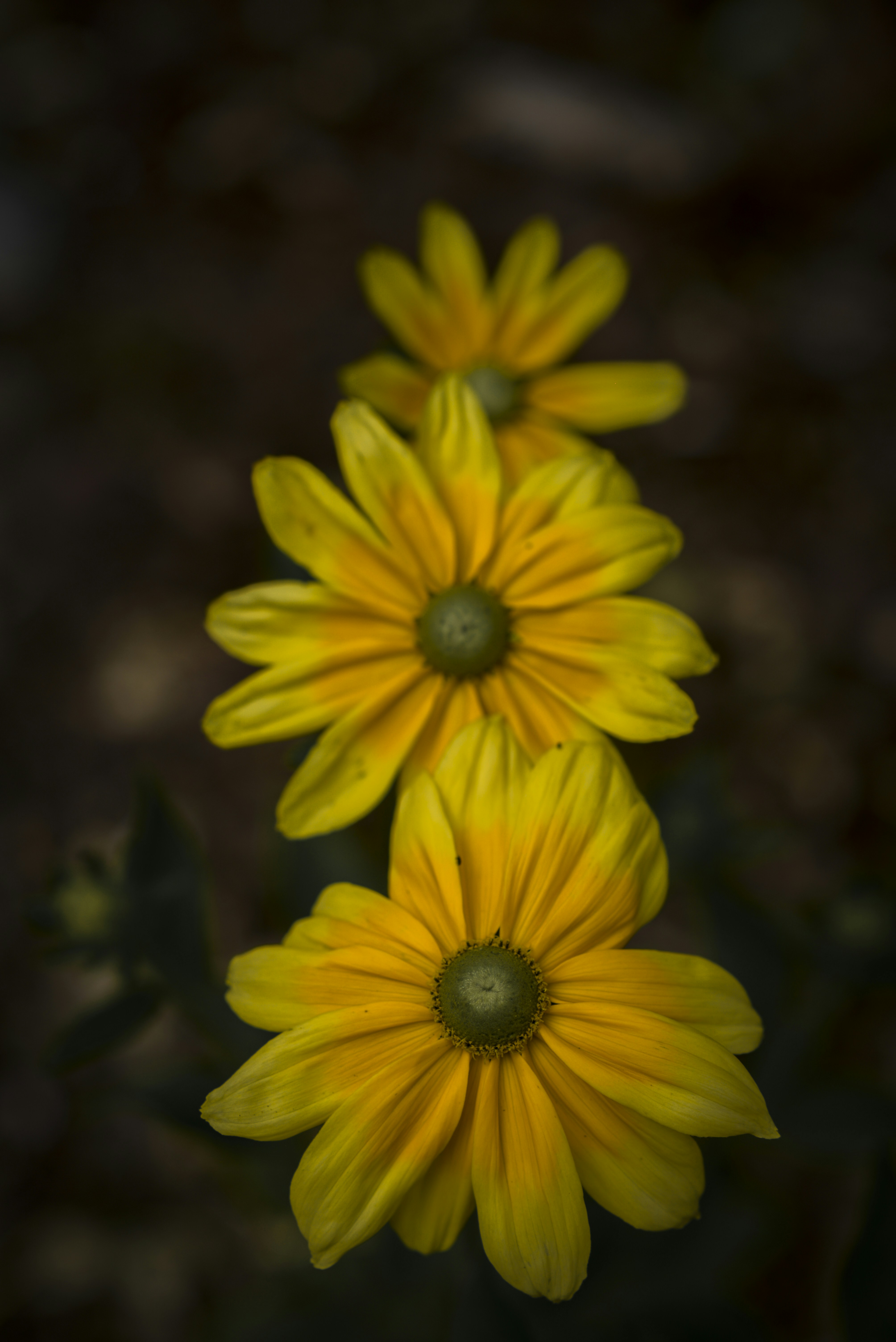 Golden Harmony: A Trio of Blossoms