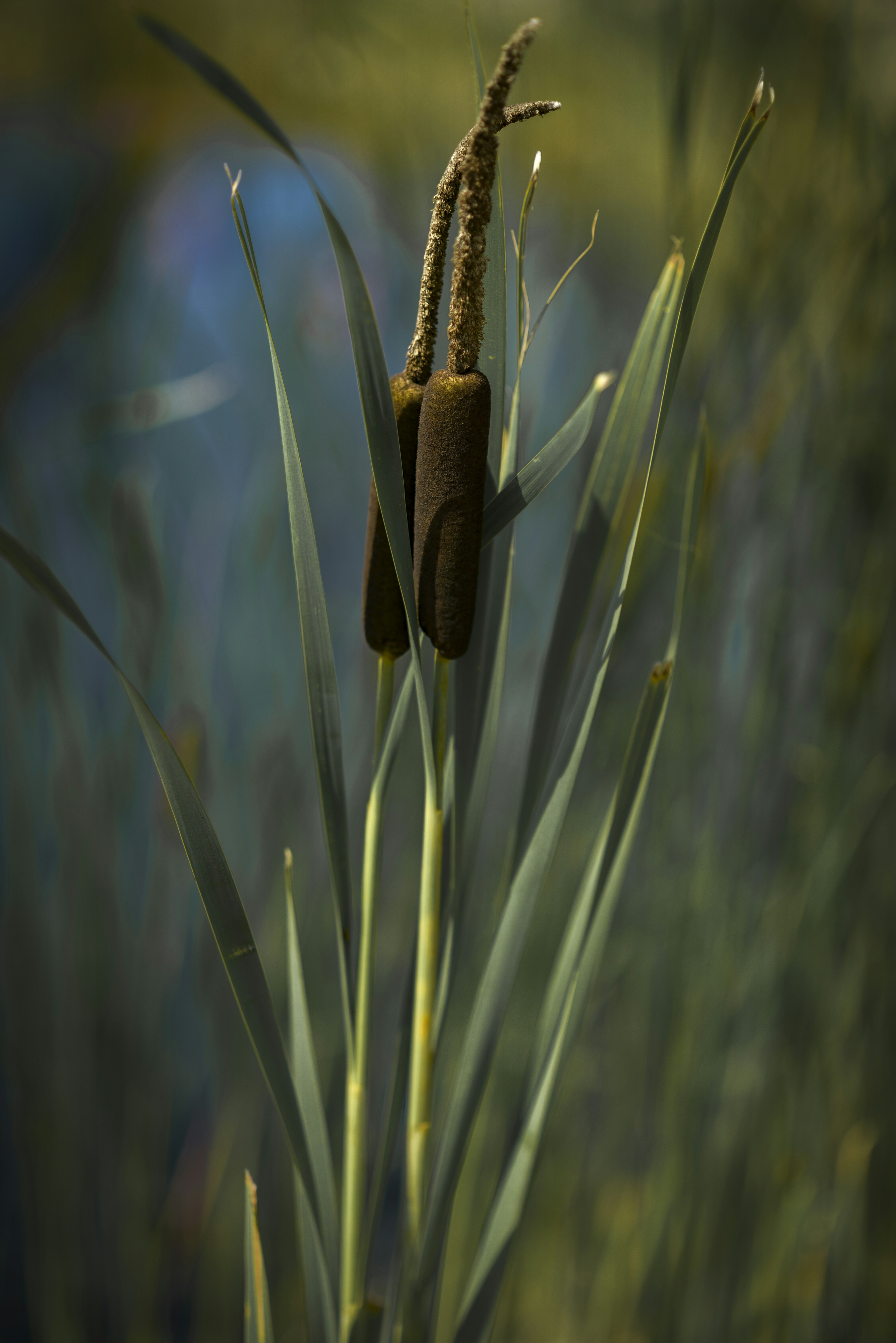 Whispers of Wetlands: Nature's Textured Elegance