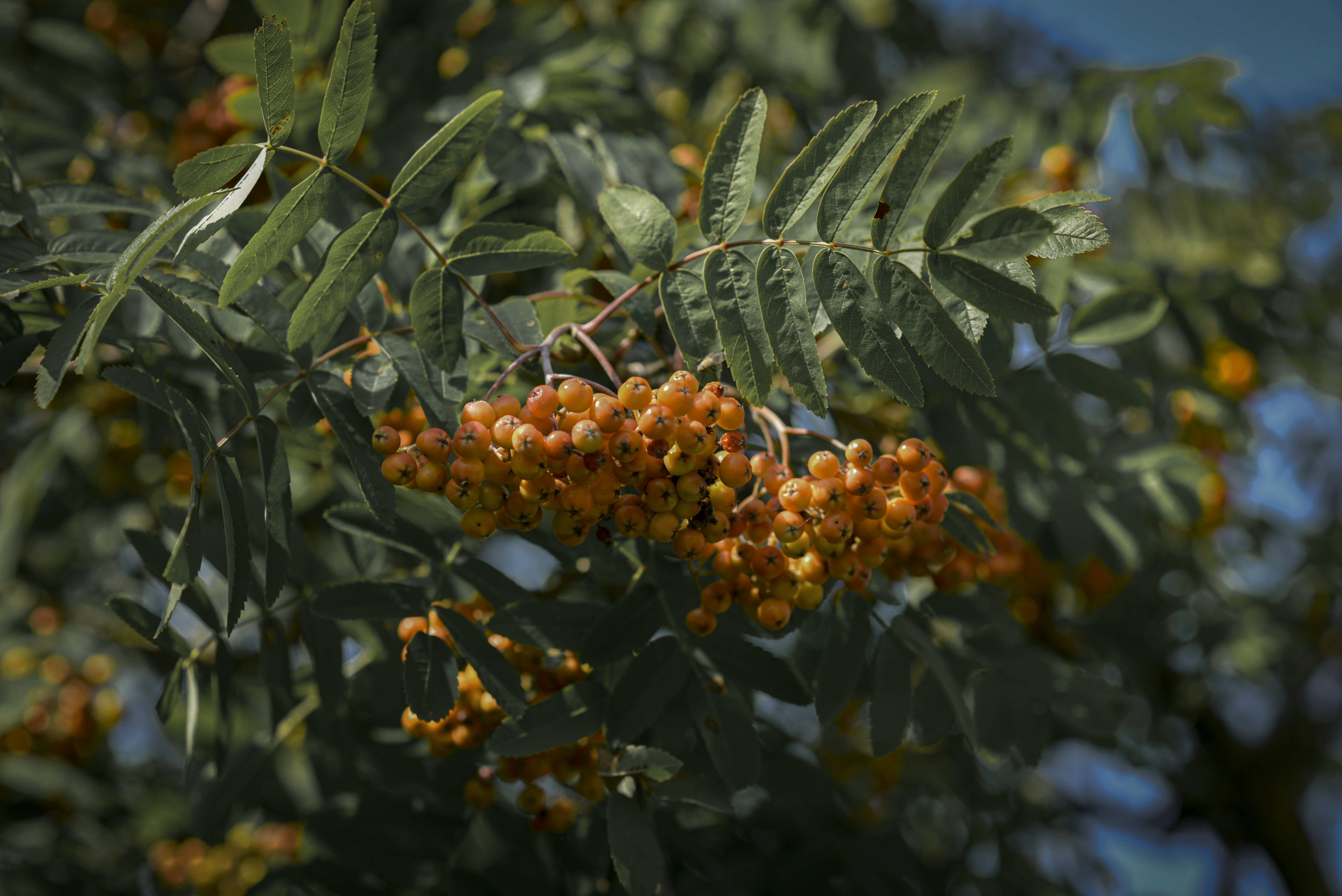 Rowan Tree Pictures | Download Free Images on Unsplash