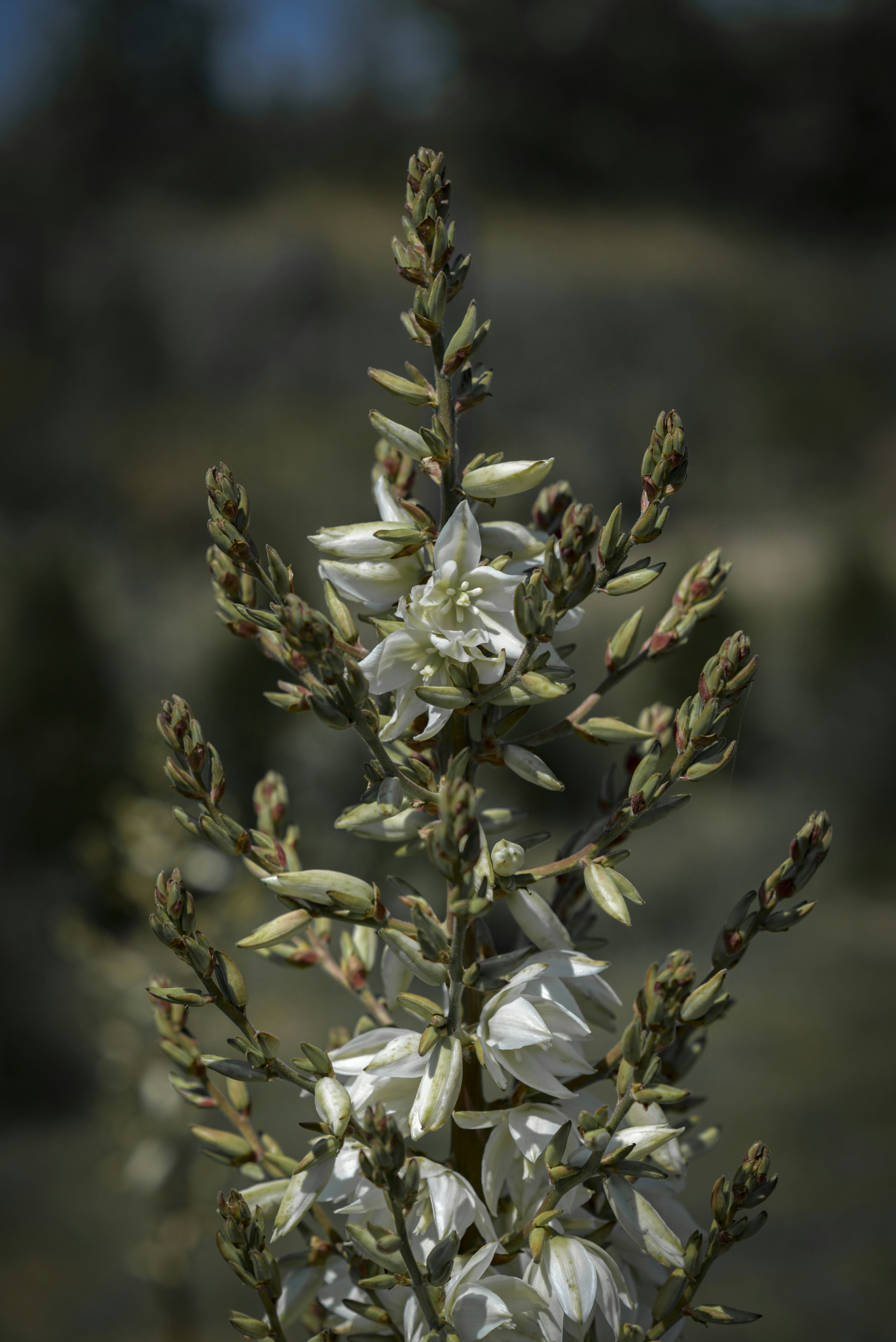 Whispers of the Desert Bloom