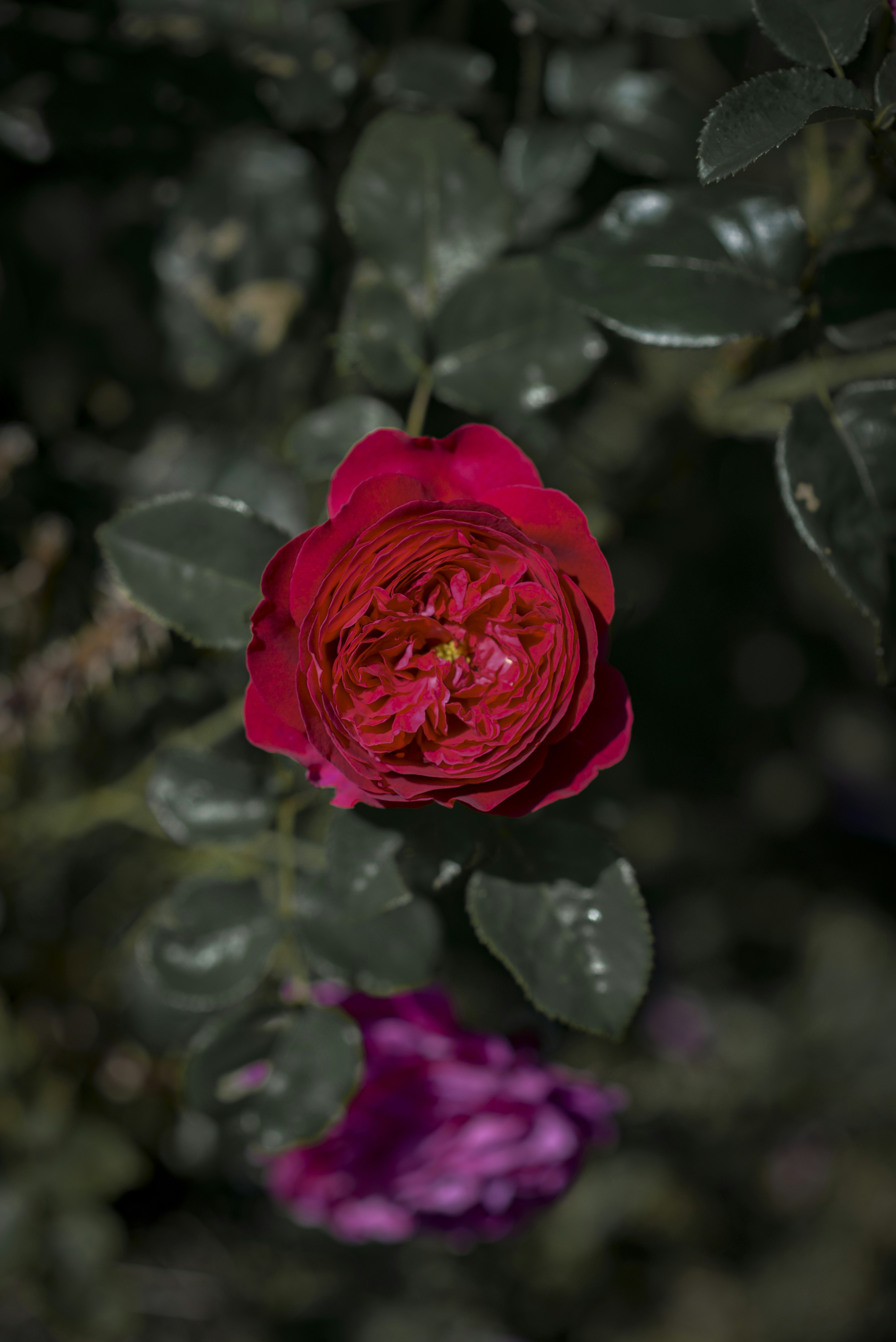 Crimson Elegance Amidst Greenery