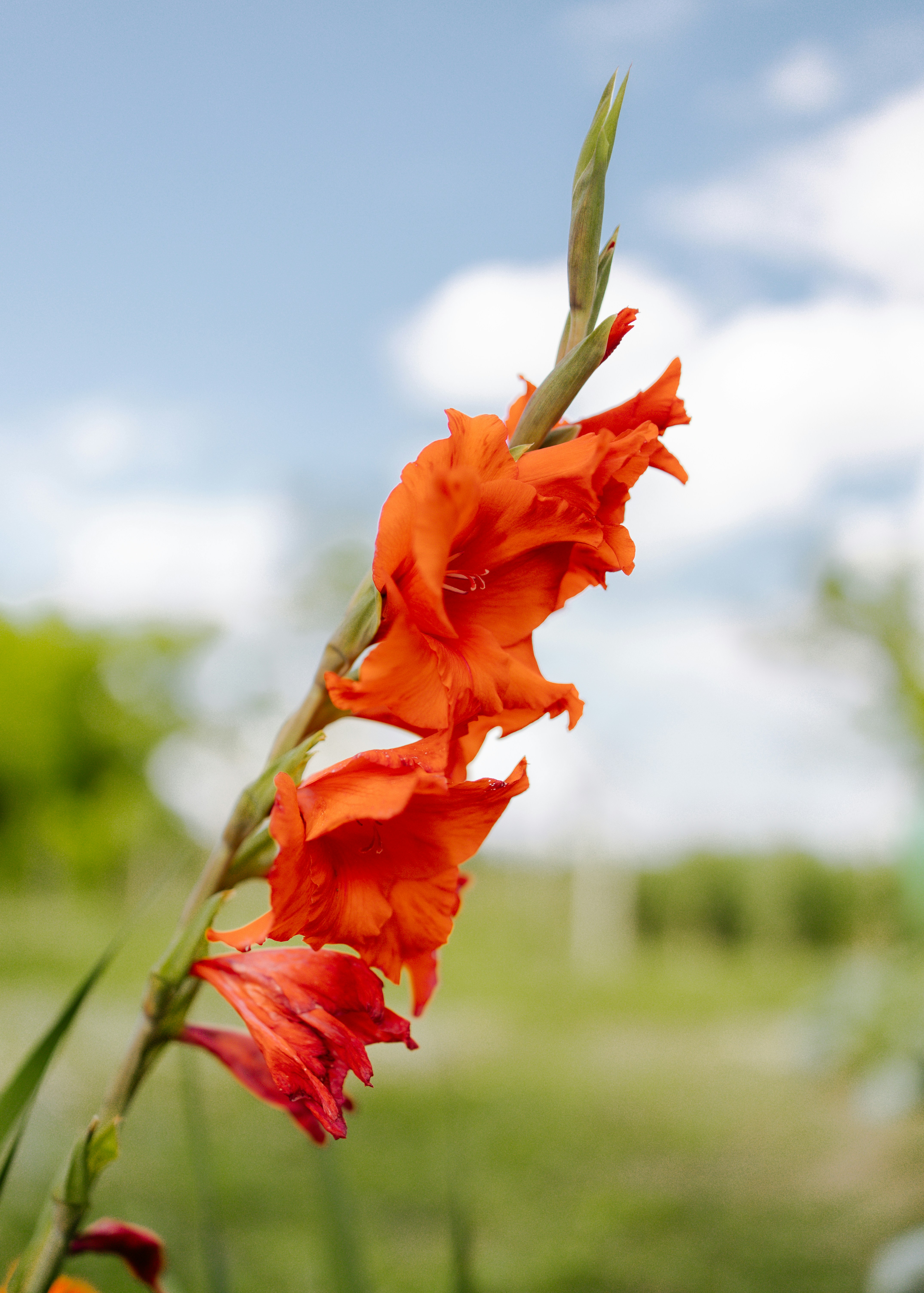 Orange gladiolus flowers bloom against a blurred backdrop.