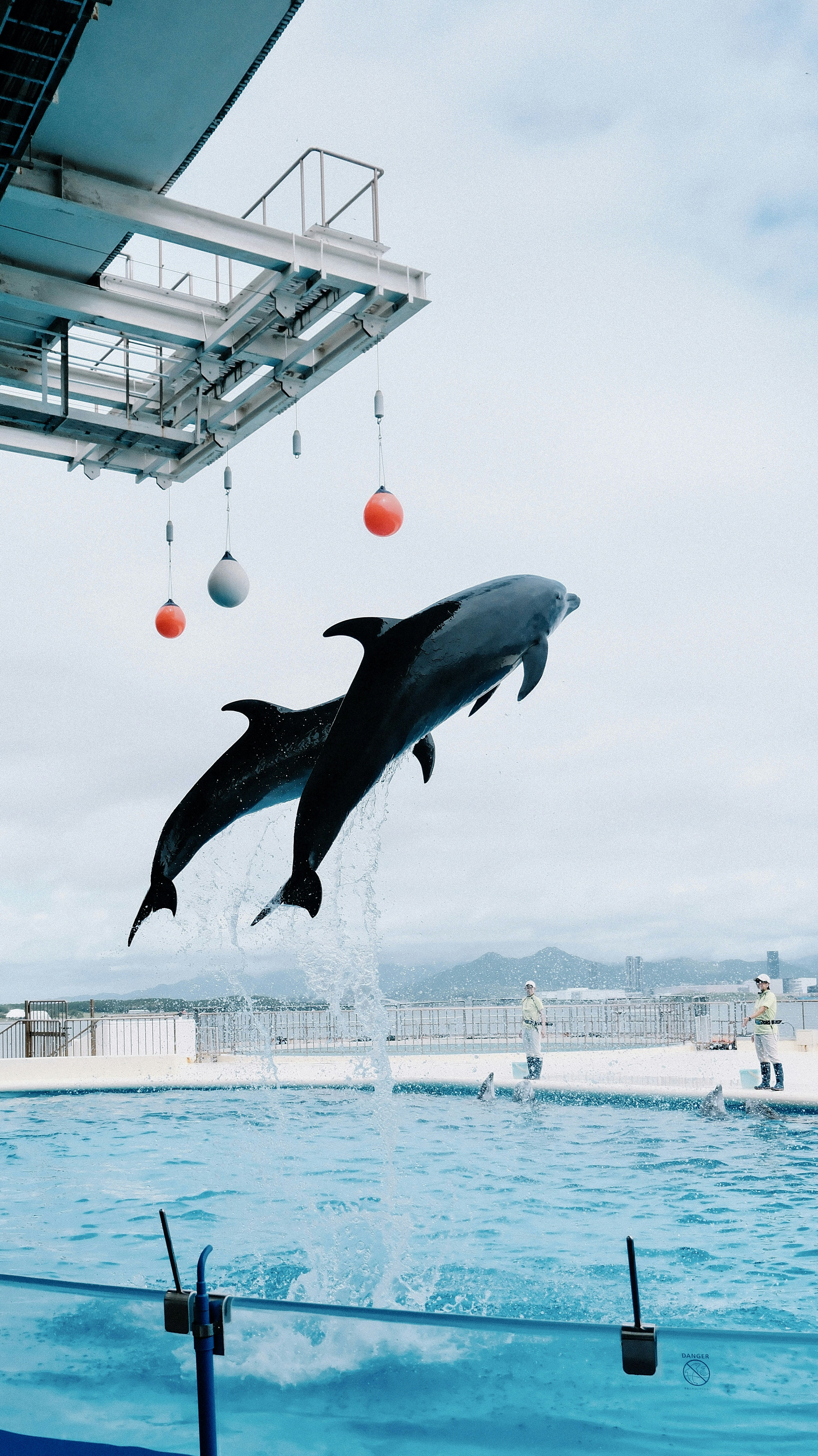 Dolphins in Midair: A Dance of Joy