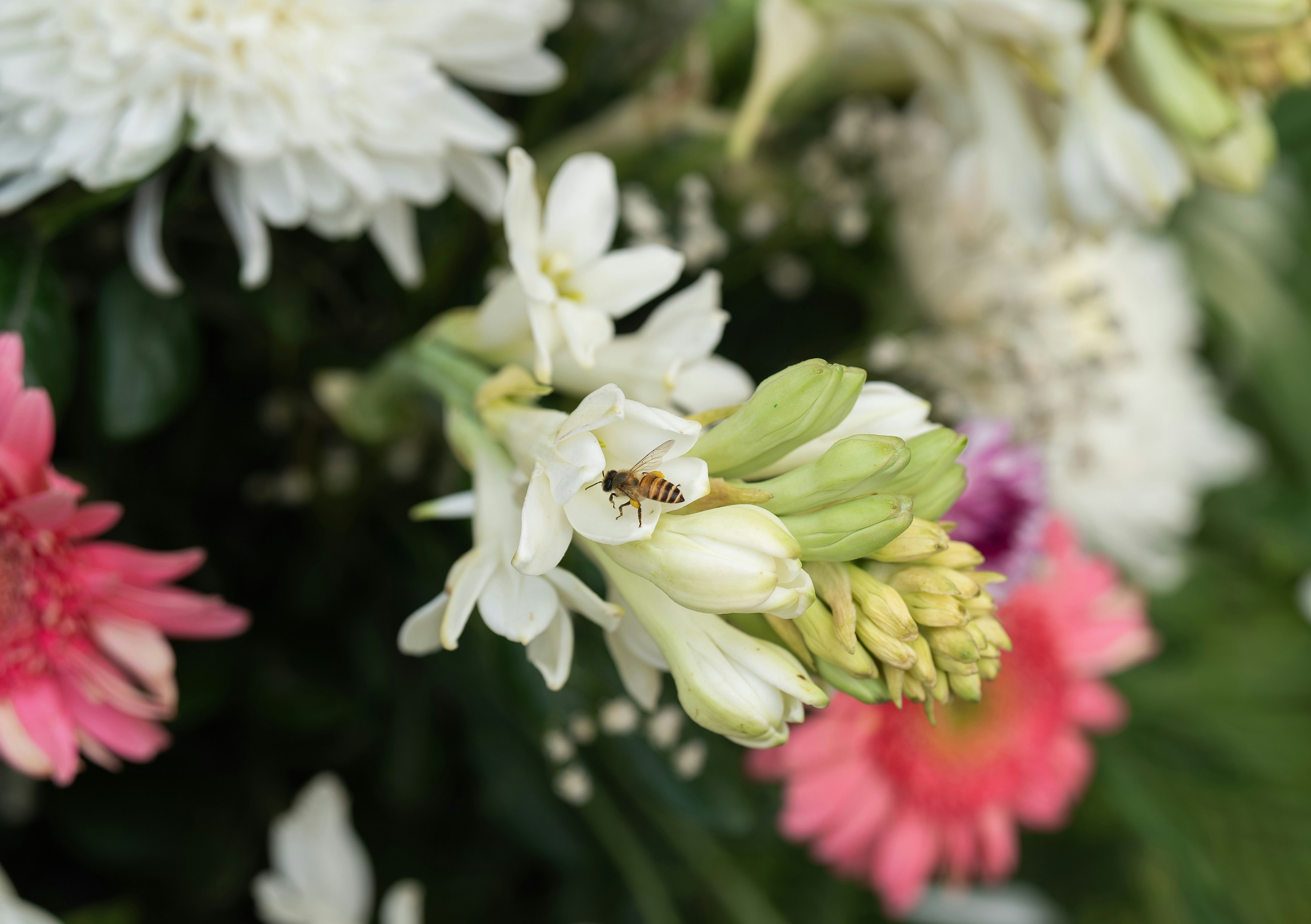 A bee gathers nectar from beautiful flowers.