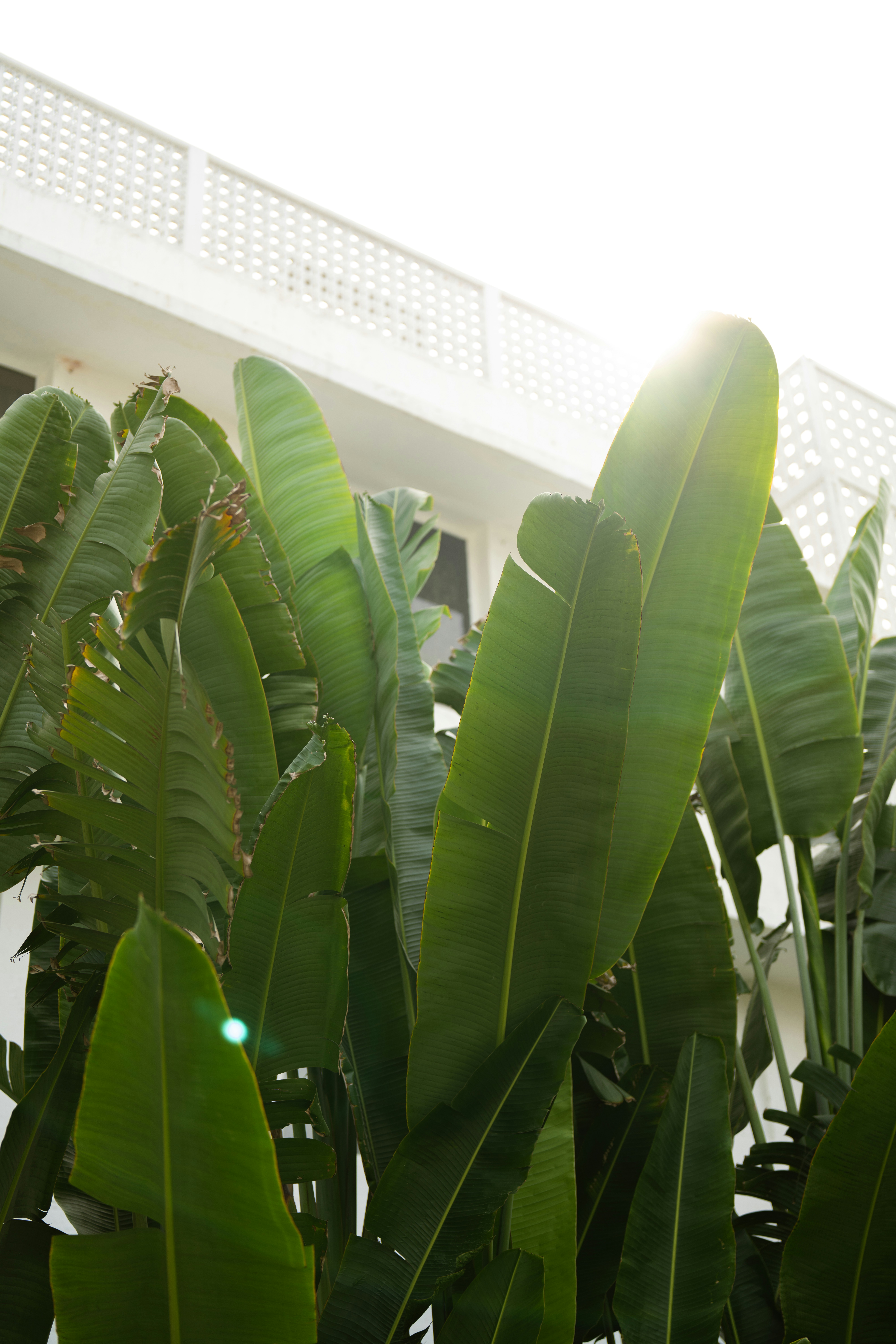 Large green leaves stand tall in the sunlight.