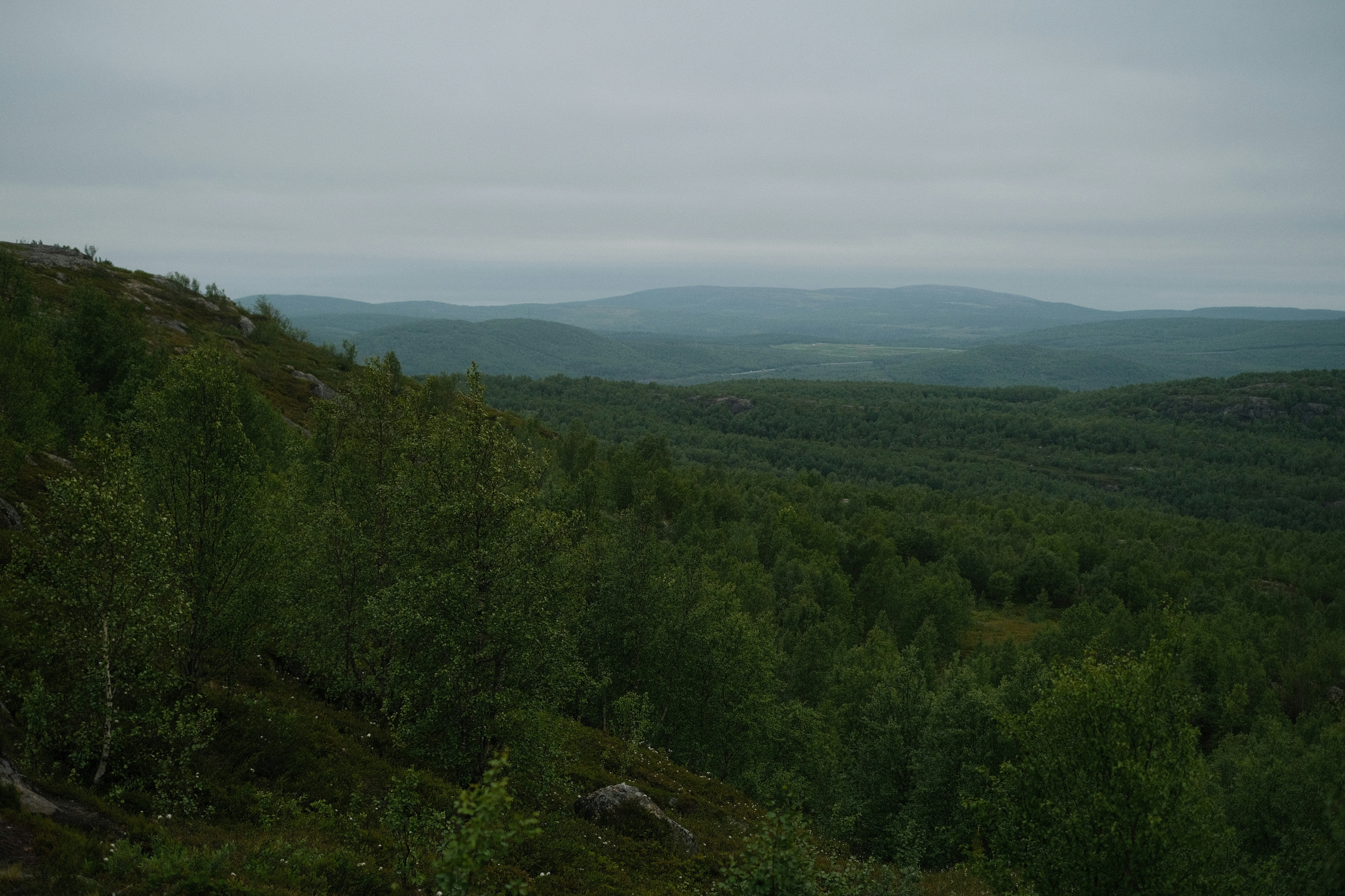 Green forest landscape under an overcast sky.
