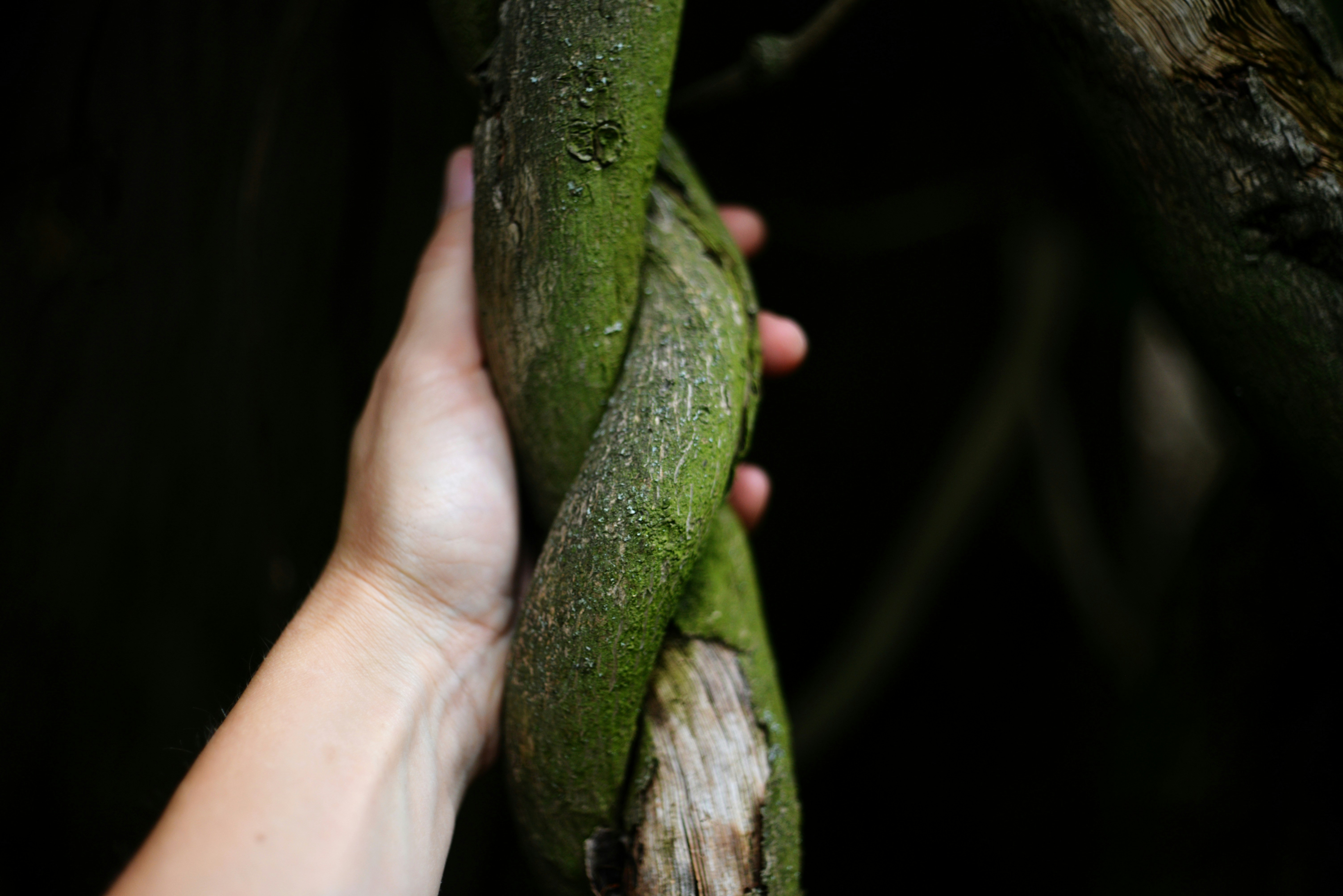 Hand holding a thick, green vine in the forest. photo – Free Woman ...