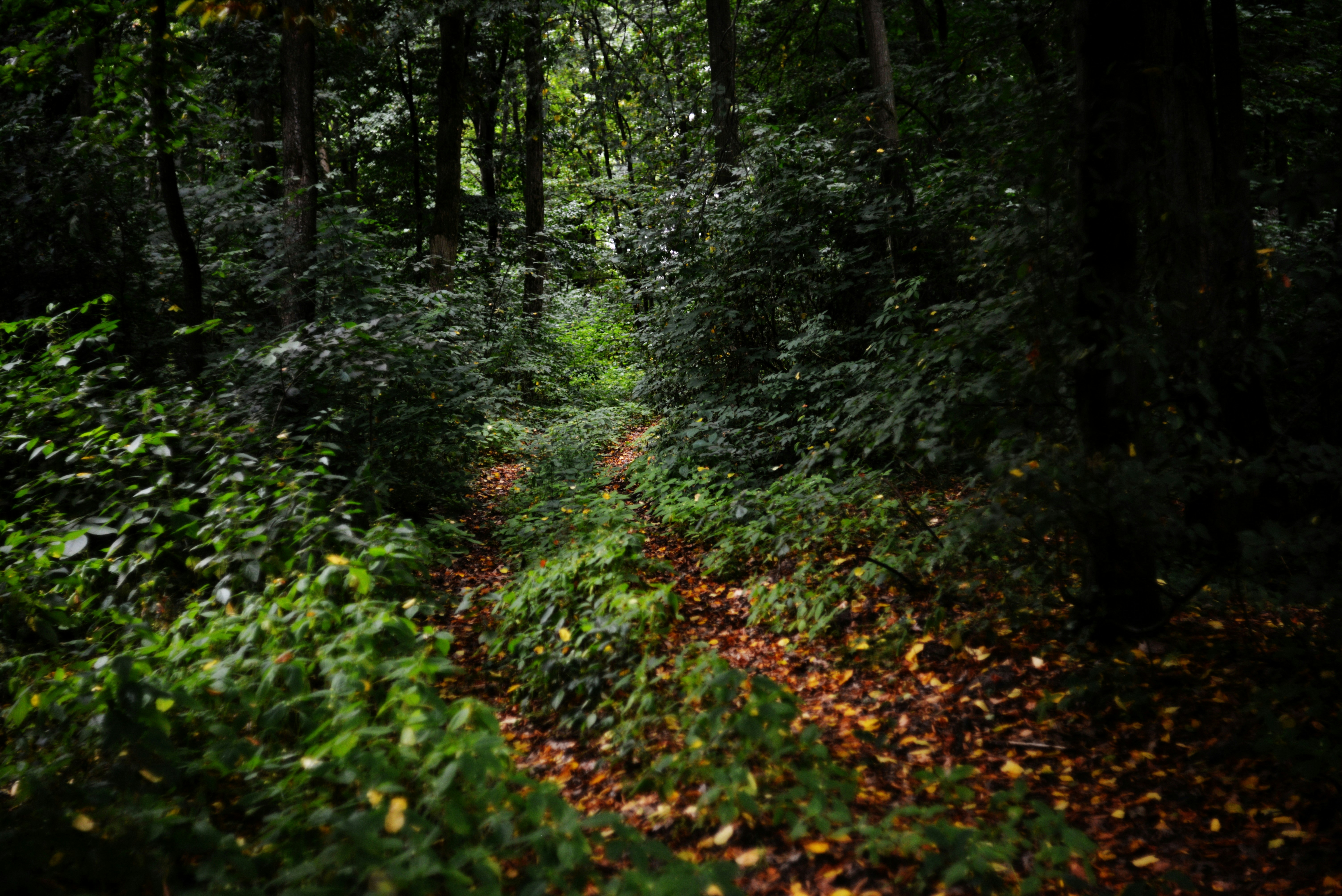 A forest path winds through lush greenery. photo – Free Forest Image on ...