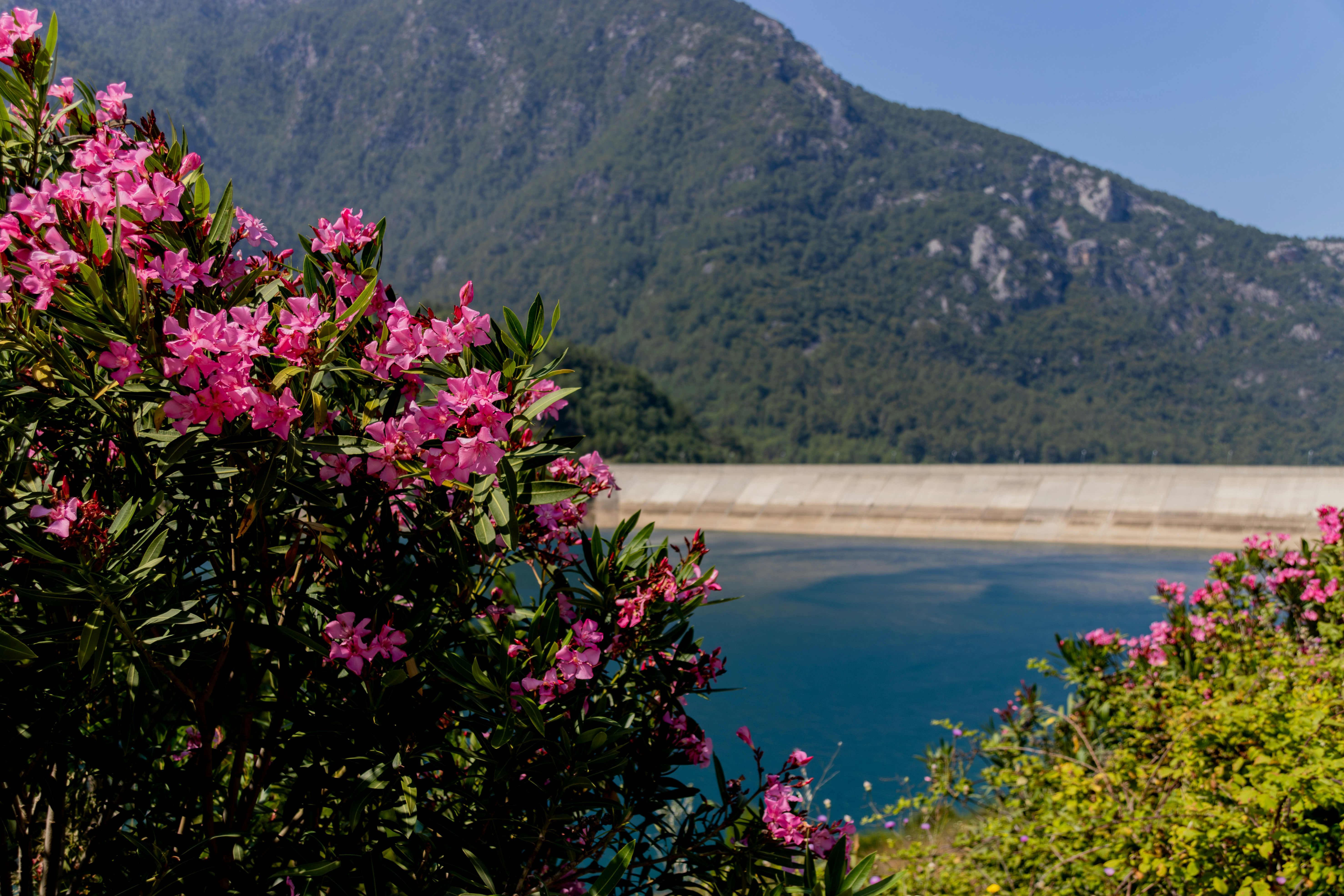 Pink azalea bloom by a tranquil reservoir with Alpine backdrop
