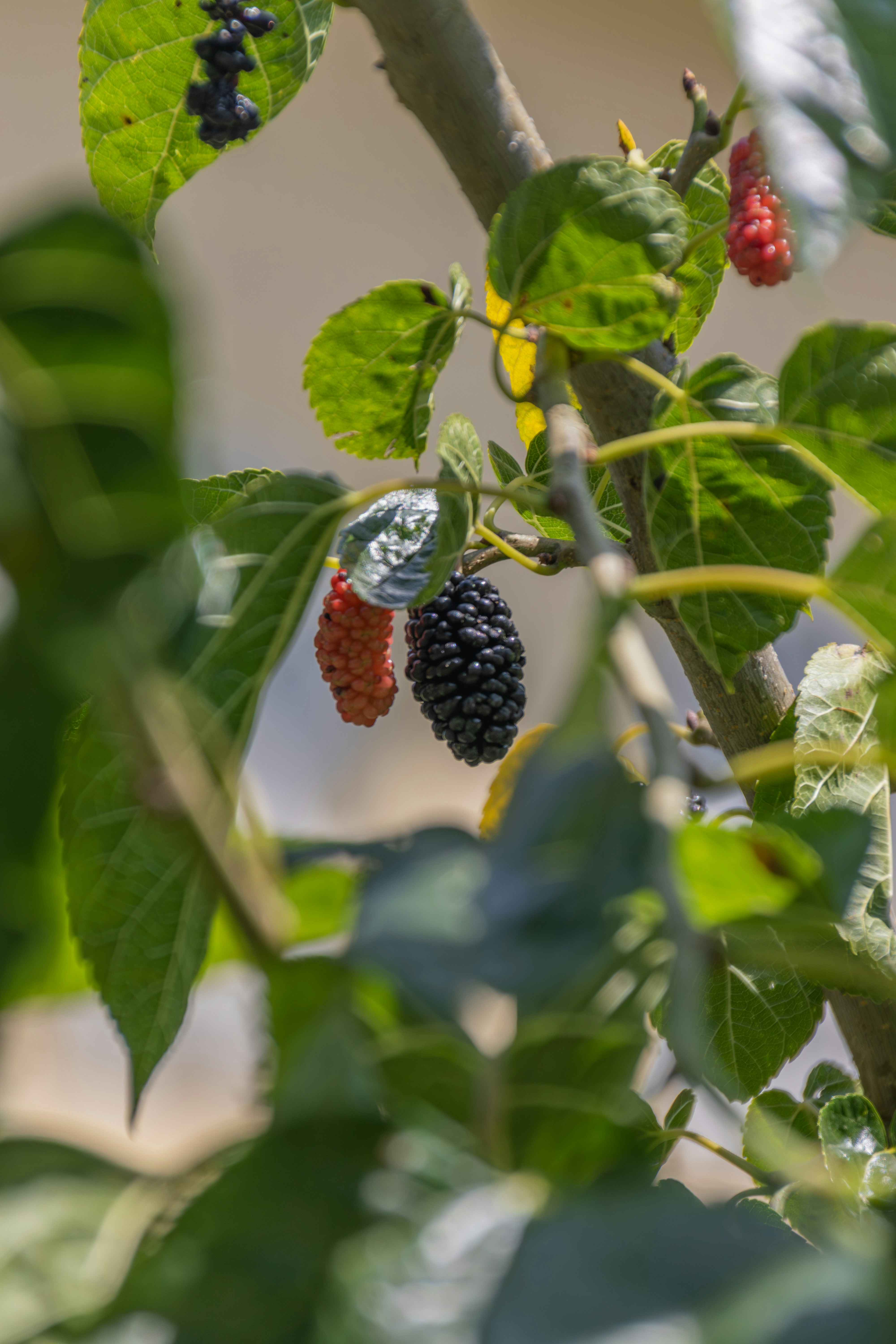 Midday Harvest: A Cluster of Ripe Mulberries Amid Green Leaves