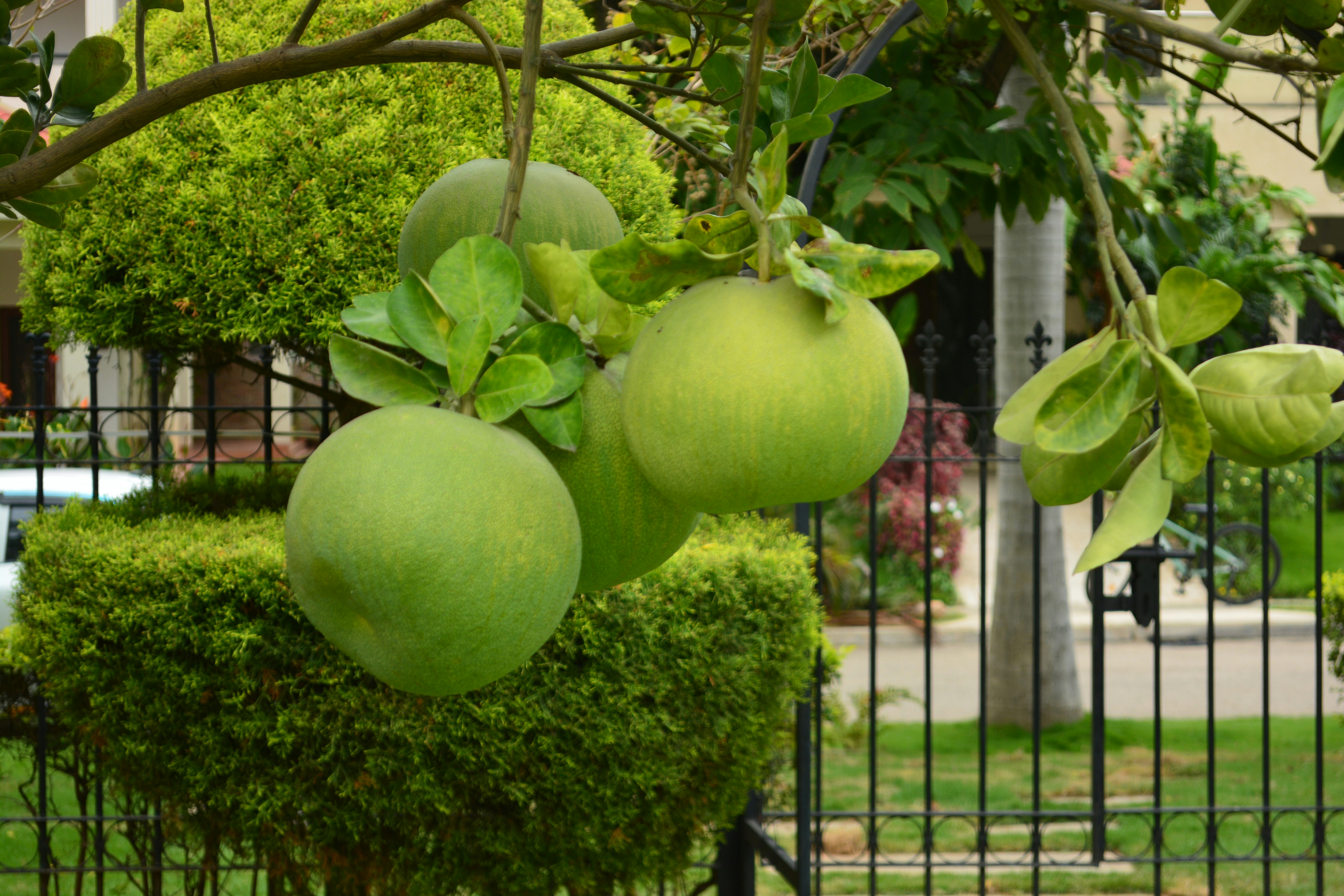 Green pomelos hang from a tree branch.