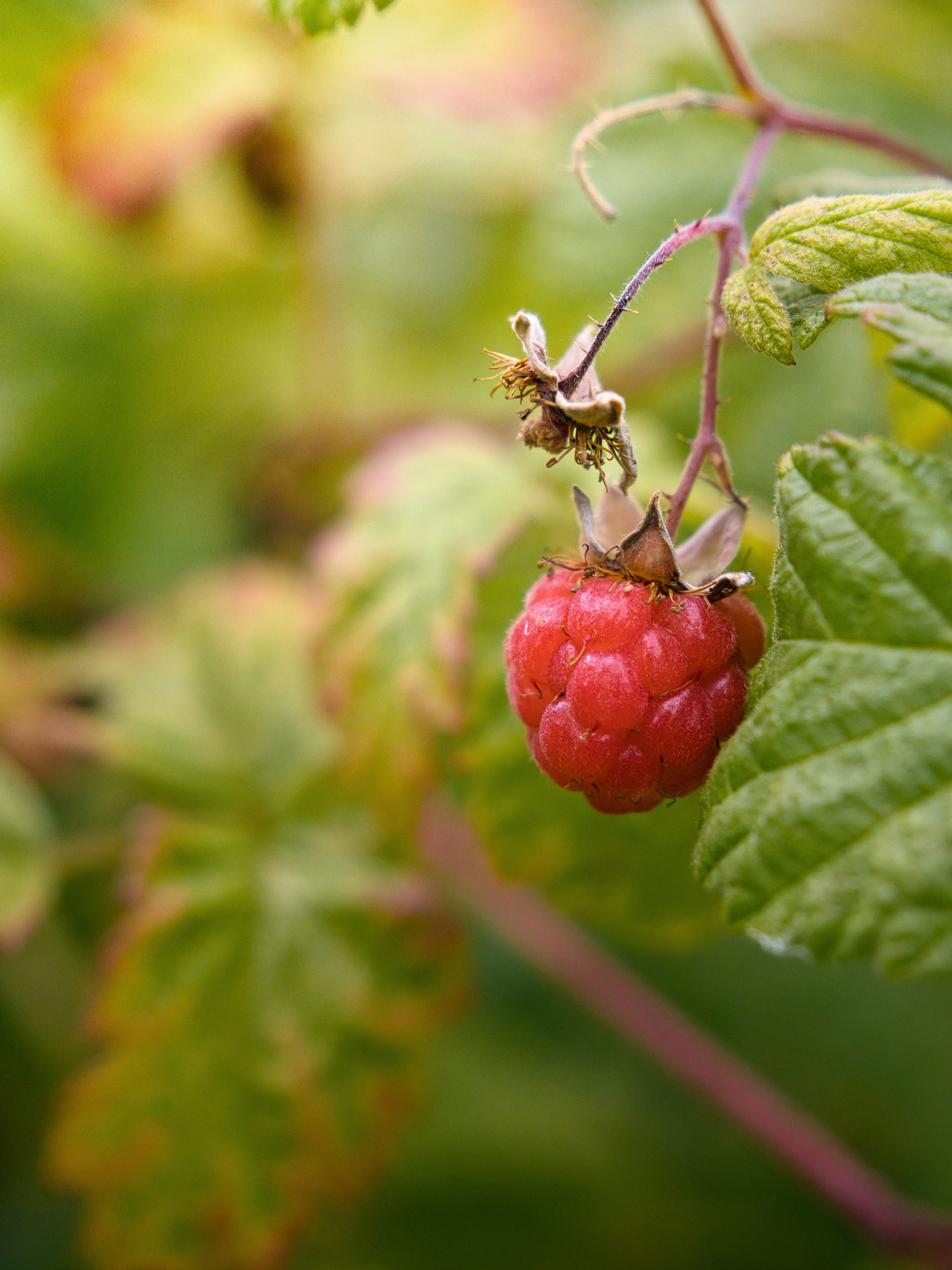 A ripe raspberry hangs from a green branch. photo – Free Raspberry ...