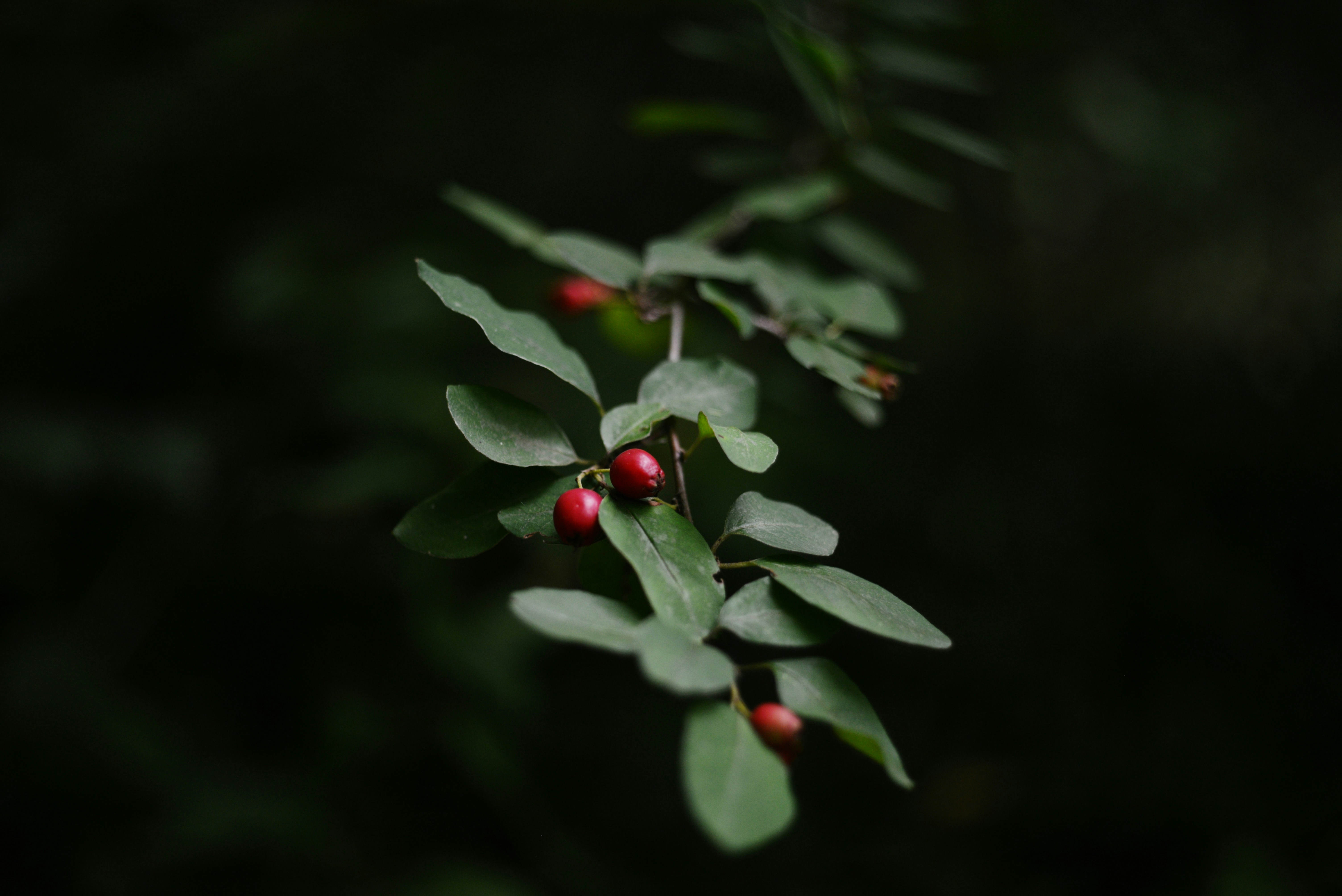 Berries and green leaves on a dark background.