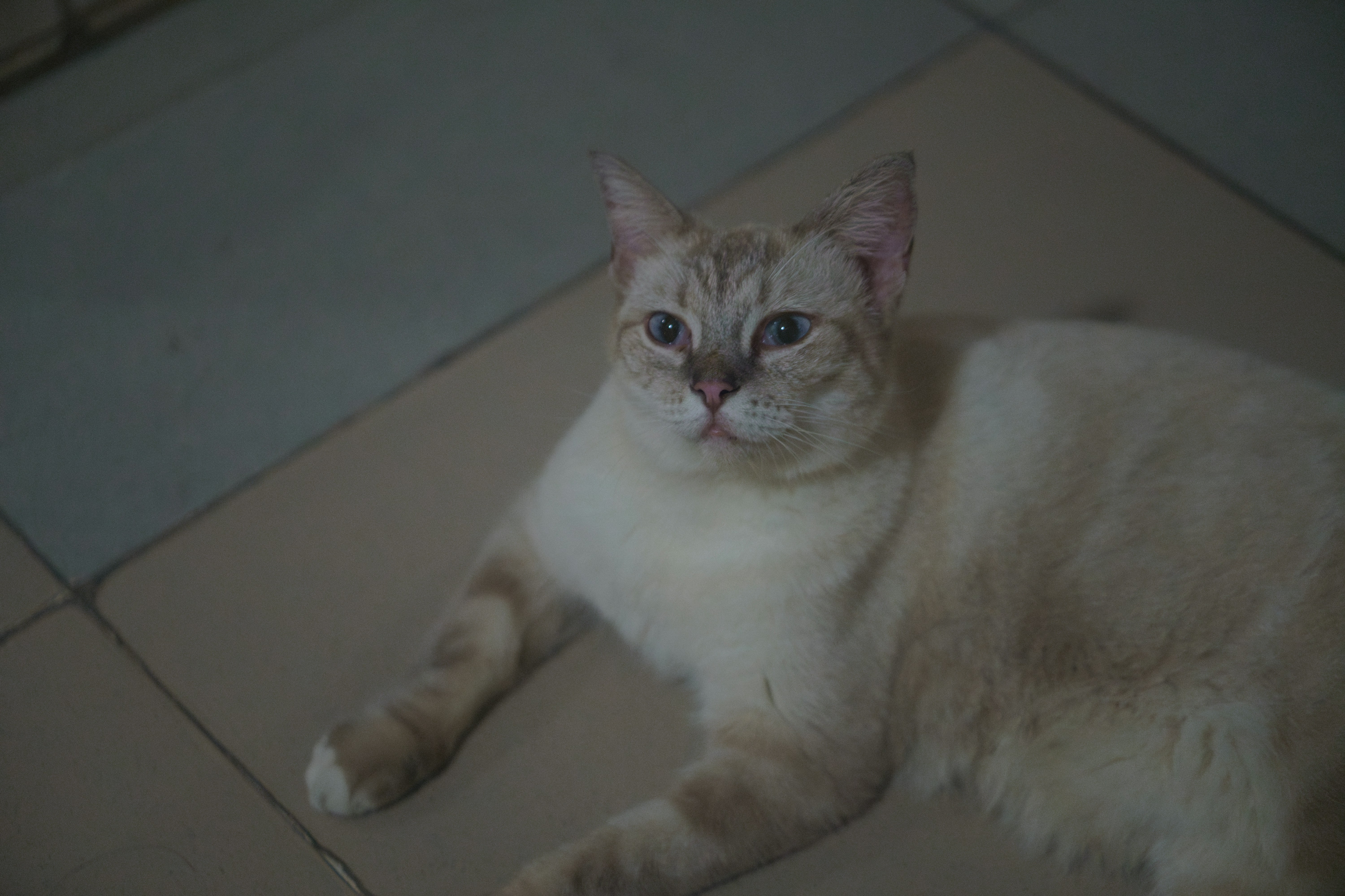Serene Feline Contemplation