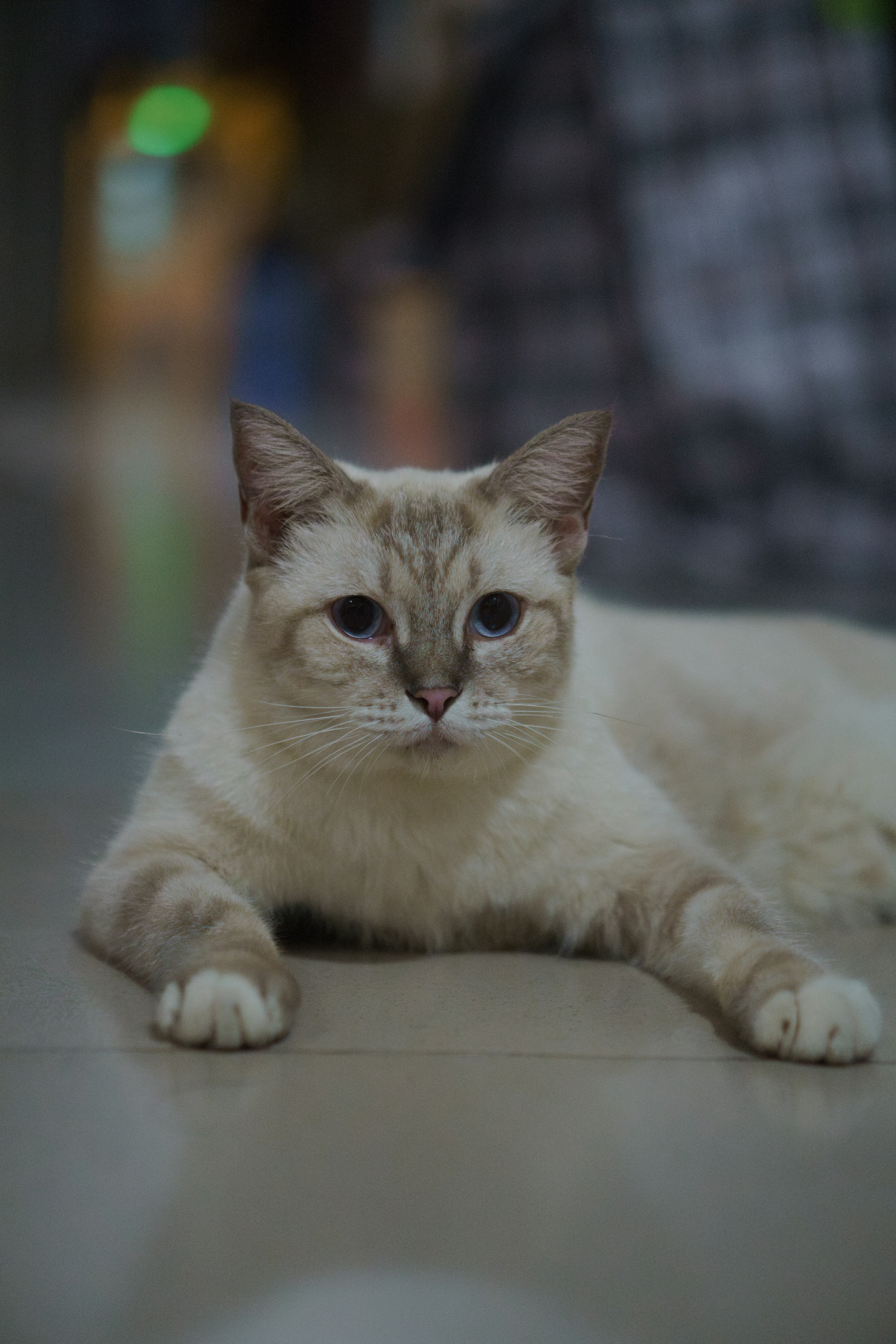 A Moment of Feline Serenity