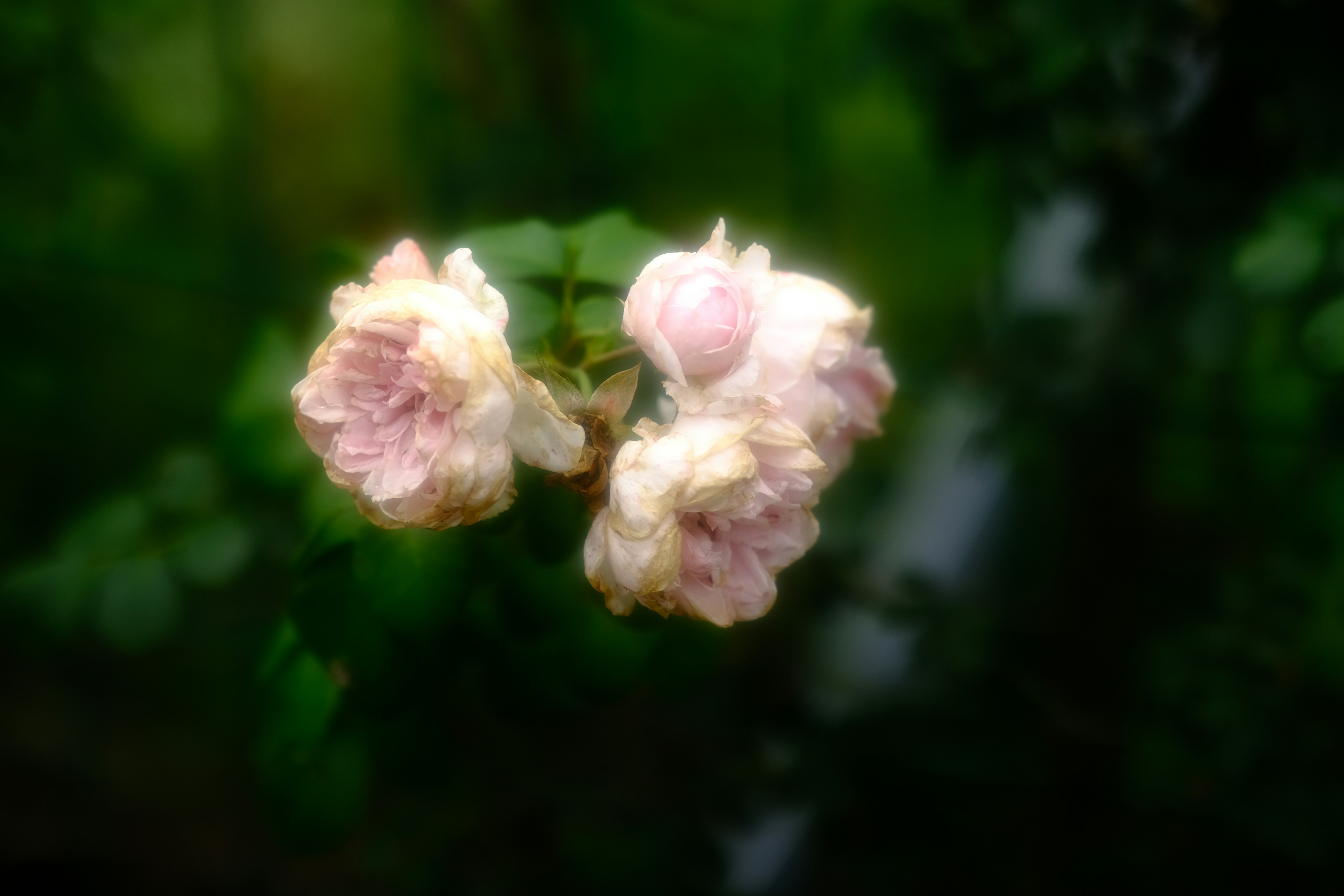 Whispers of Faded Elegance