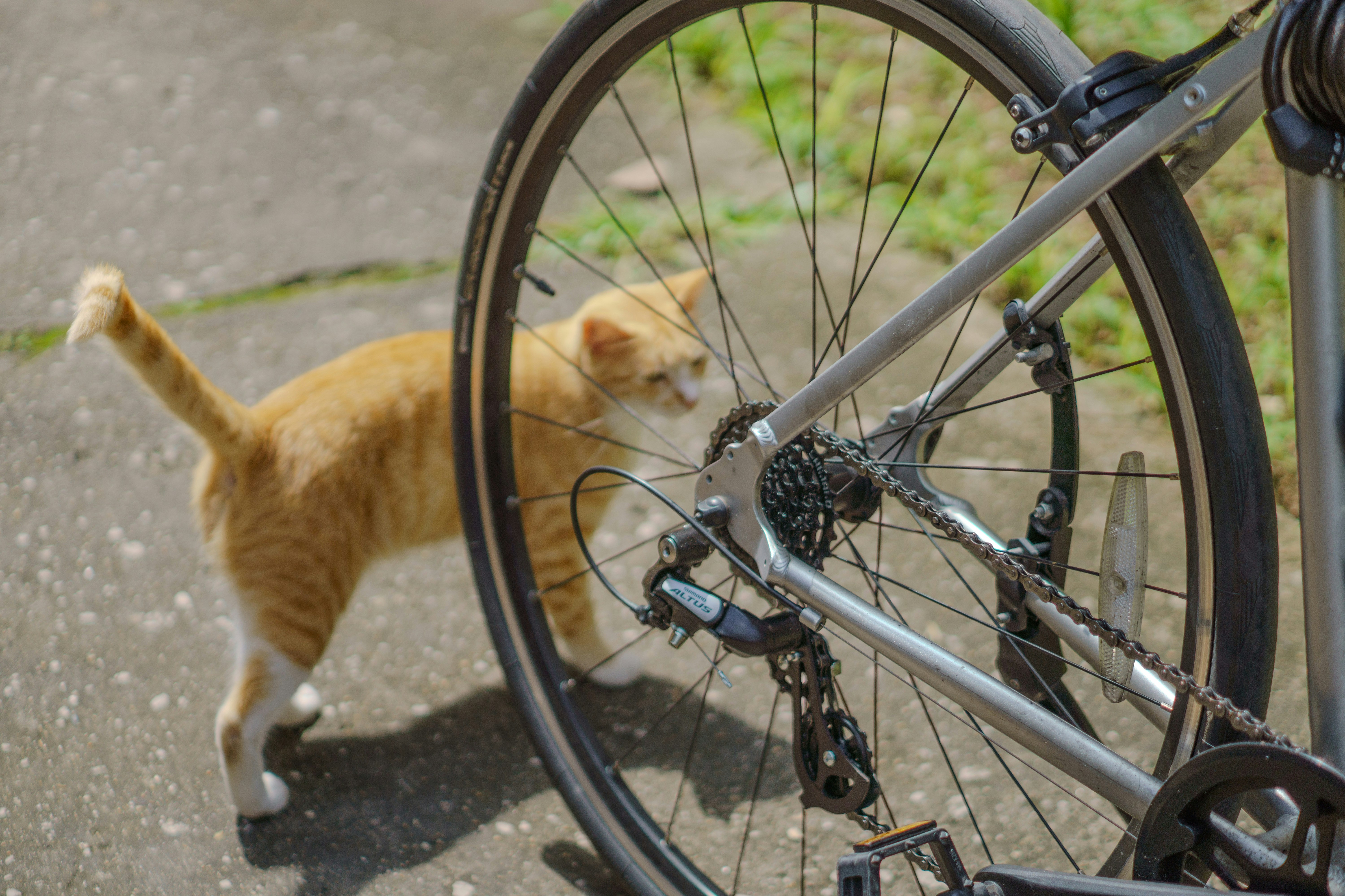 Tail-Wheeled Interruption: A Curious Cat and a Quiet Bicycle