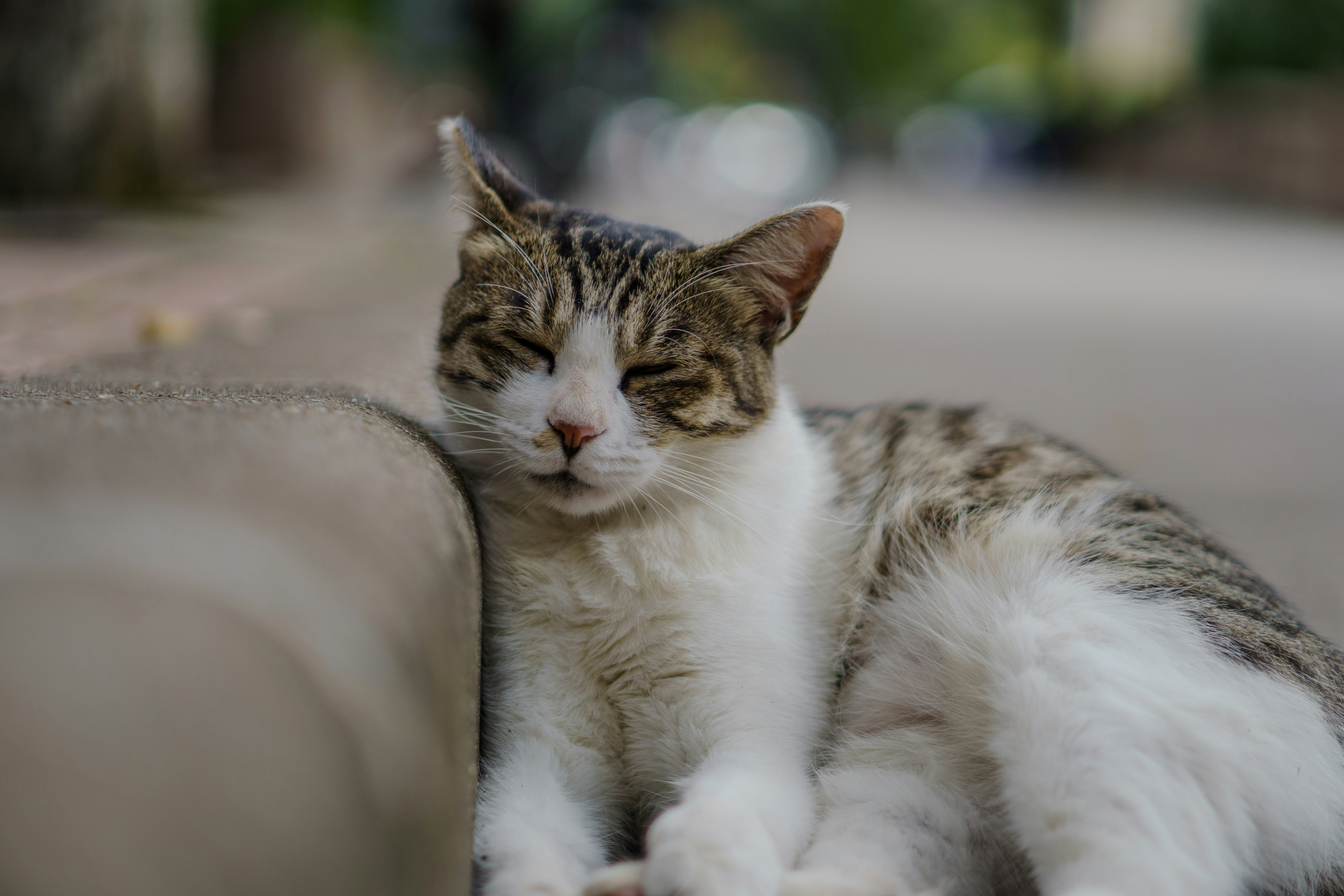 A cat rests peacefully near a curb.