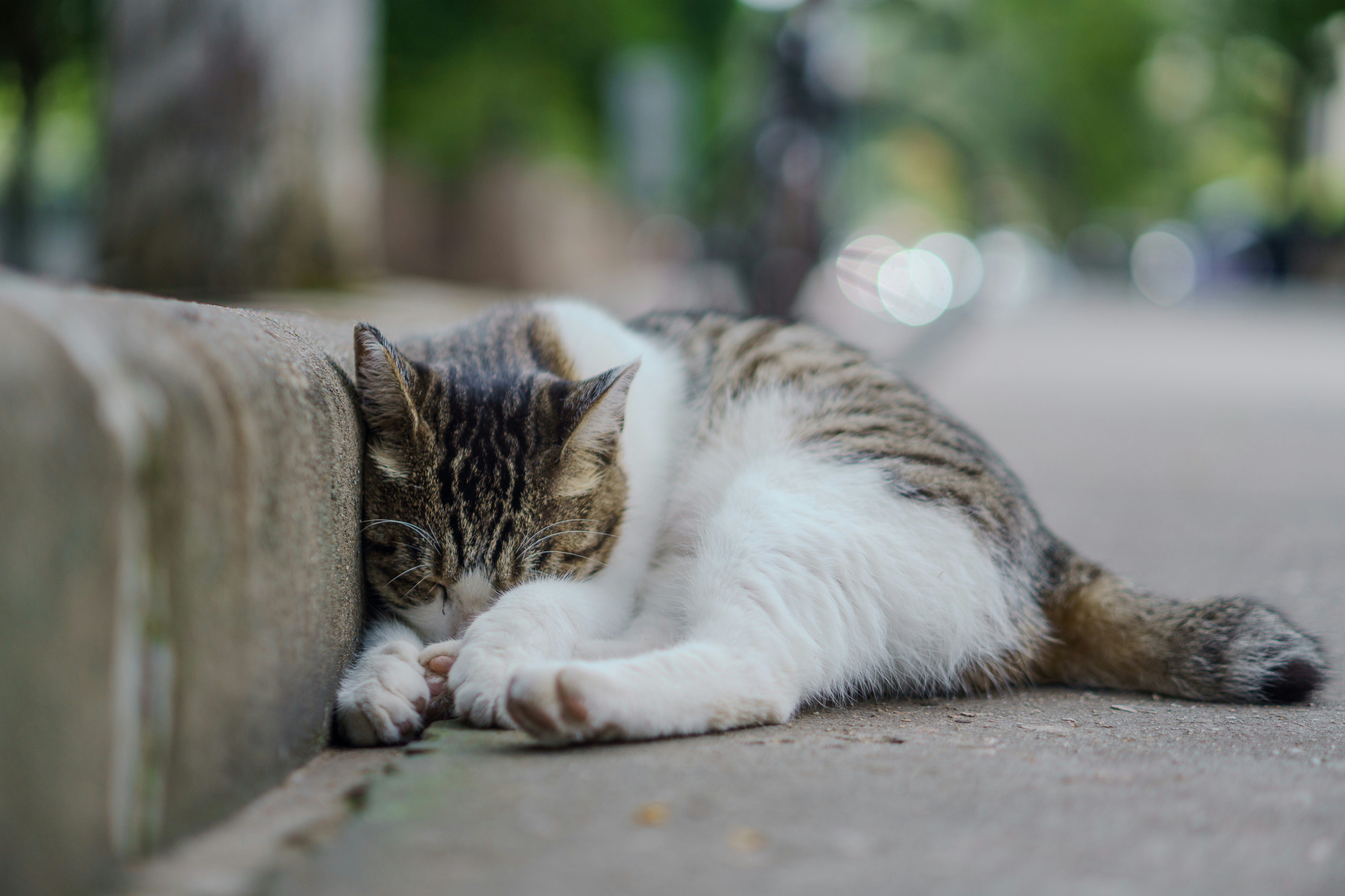 A sleeping cat is cozying up on a curb.