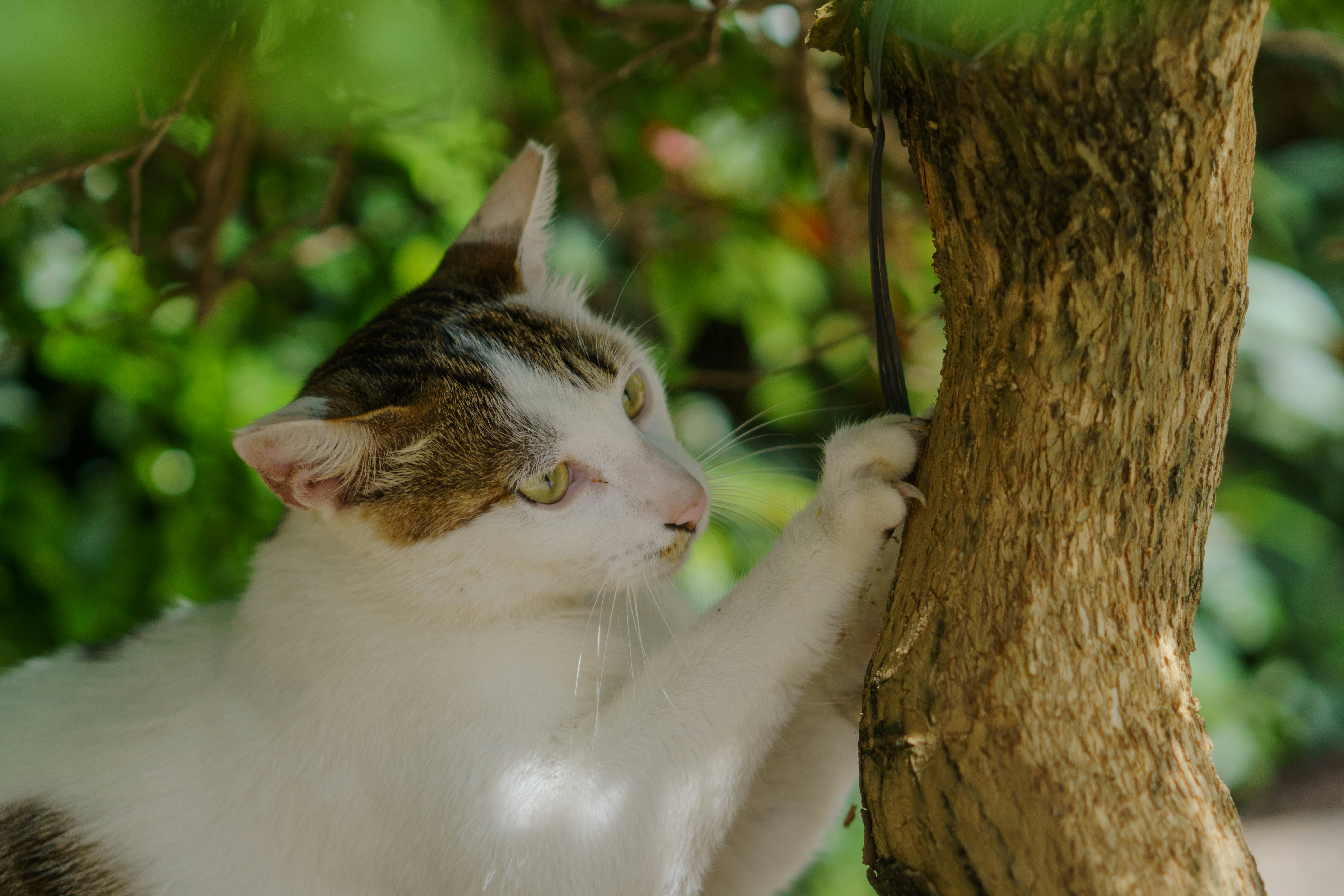 Whiskers at the Knot: A Sunlit Cat’s Tree-Climb Moment