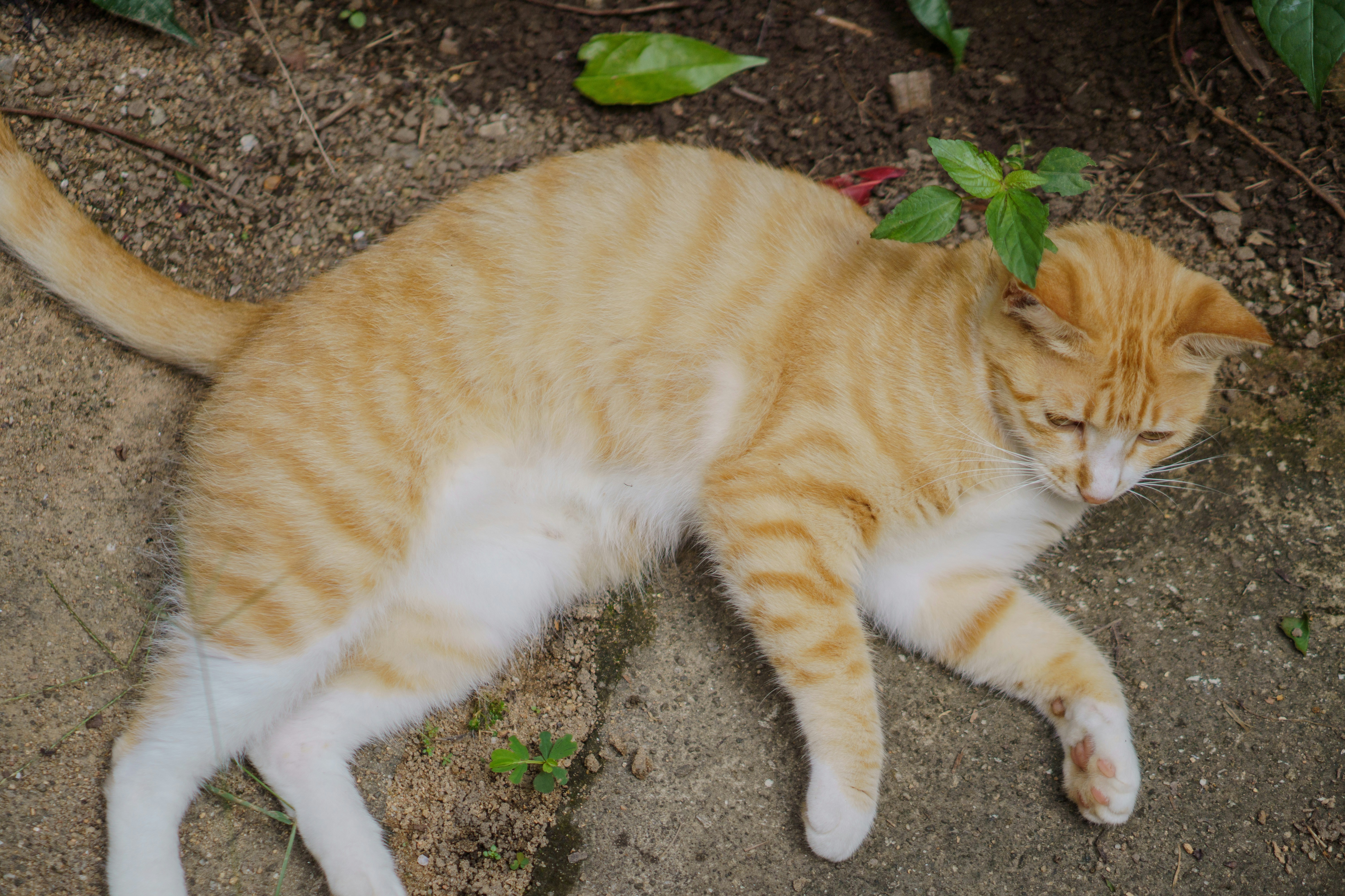 An orange tabby cat sprawled comfortably on a gravel surface, surrounded by lush green foliage.