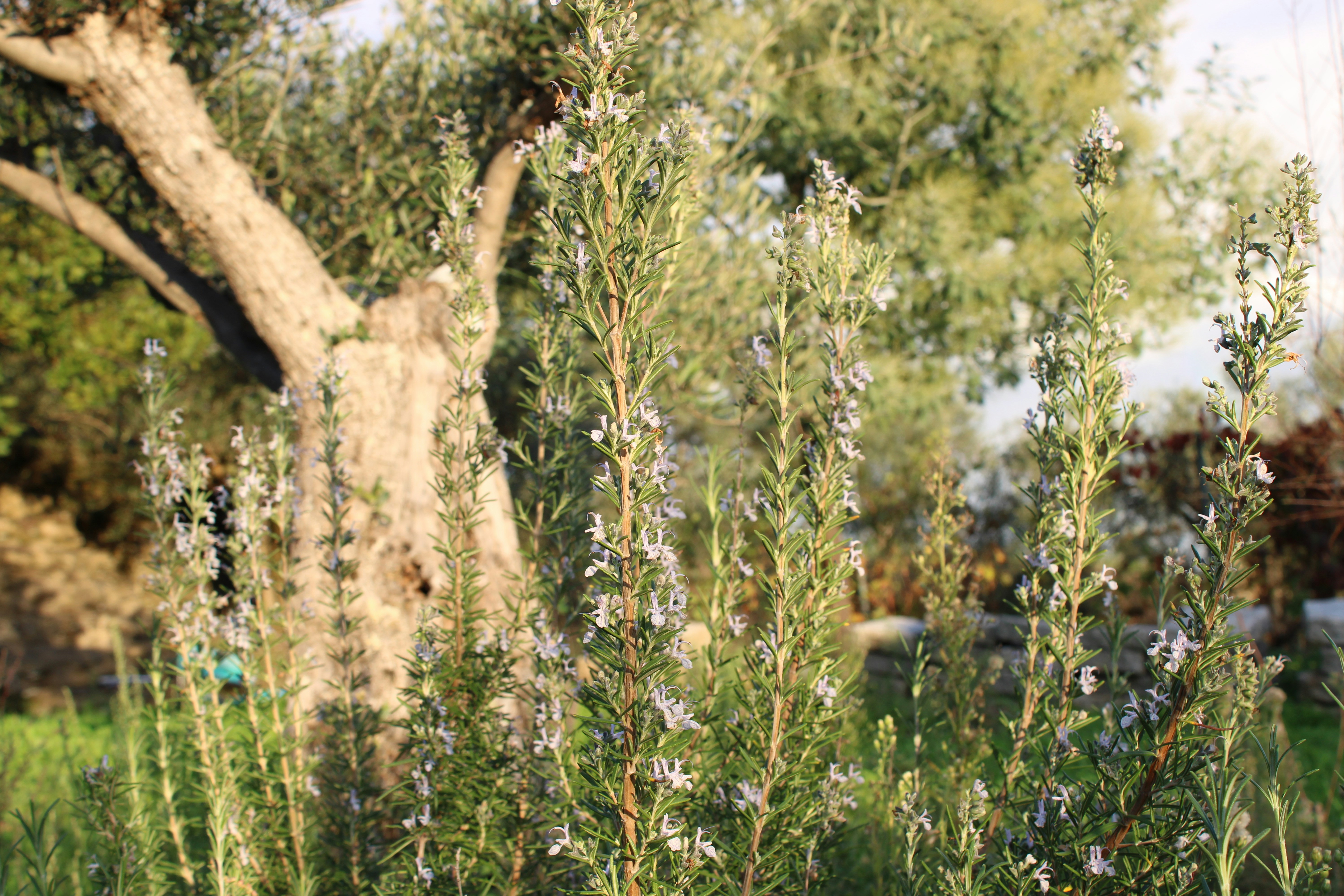 Sunlit Sage Stalks in a Quiet Garden