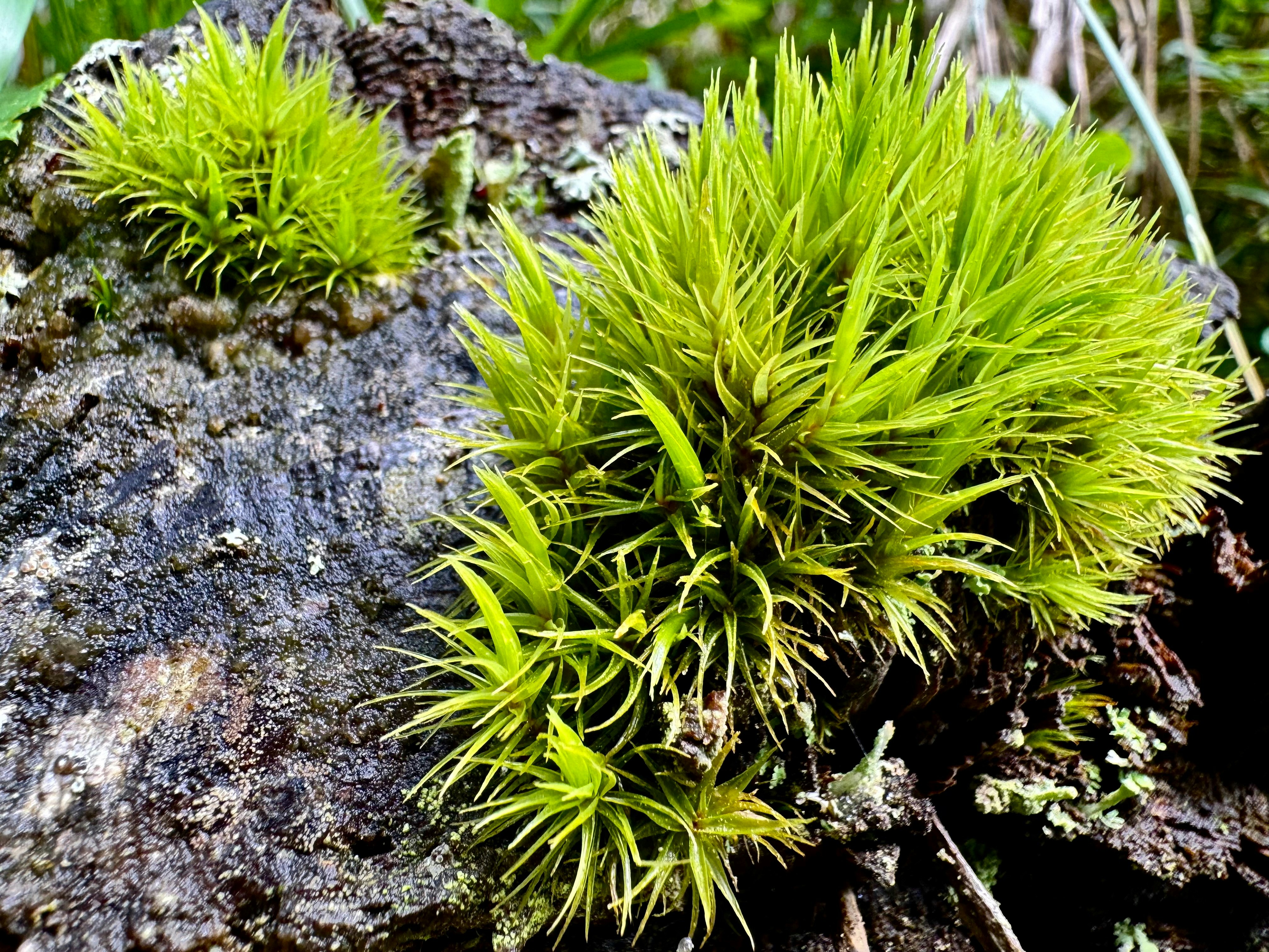 Vibrant moss clump clinging to weathered rock