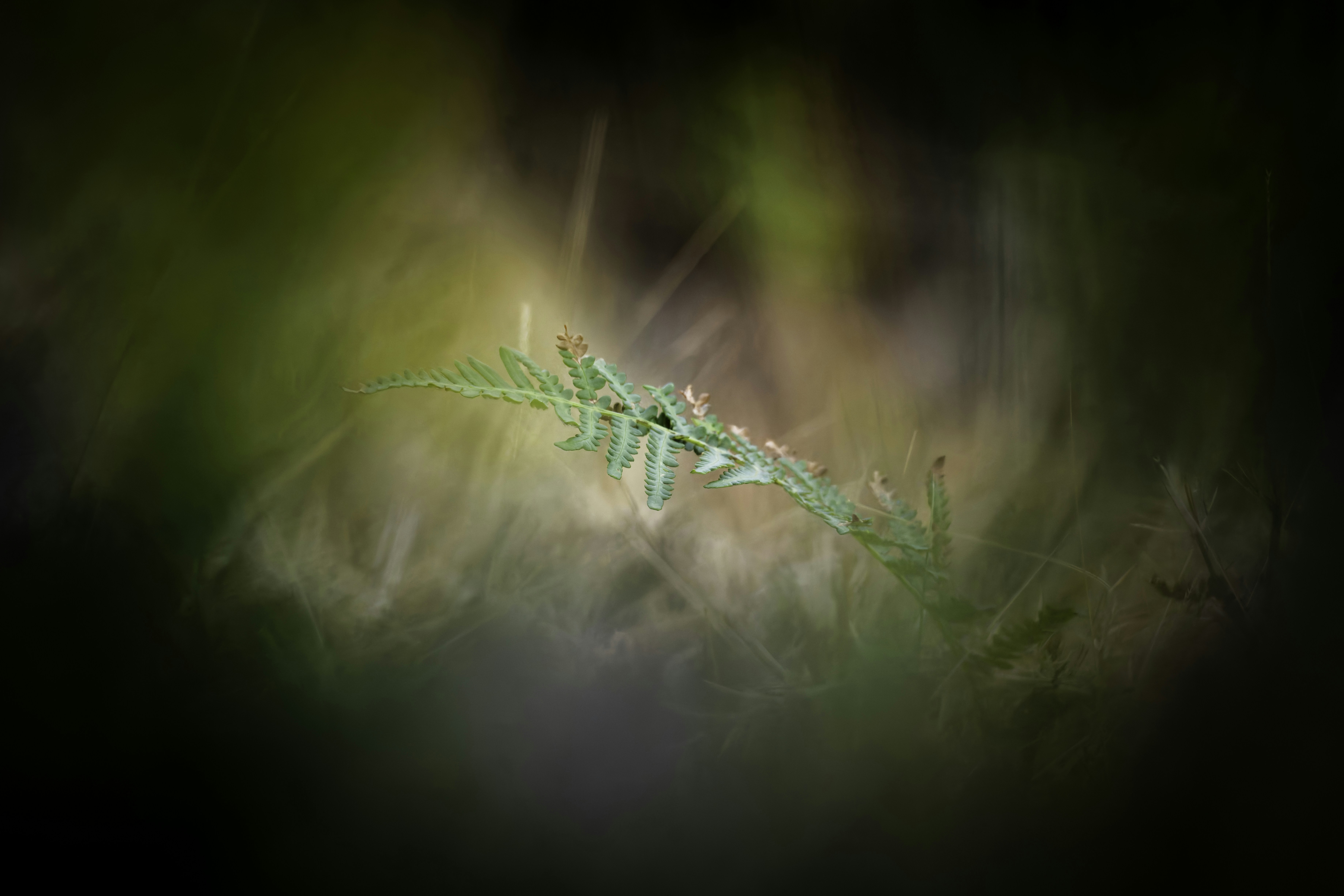 Whispers of Green: Nature's Subtle Elegance