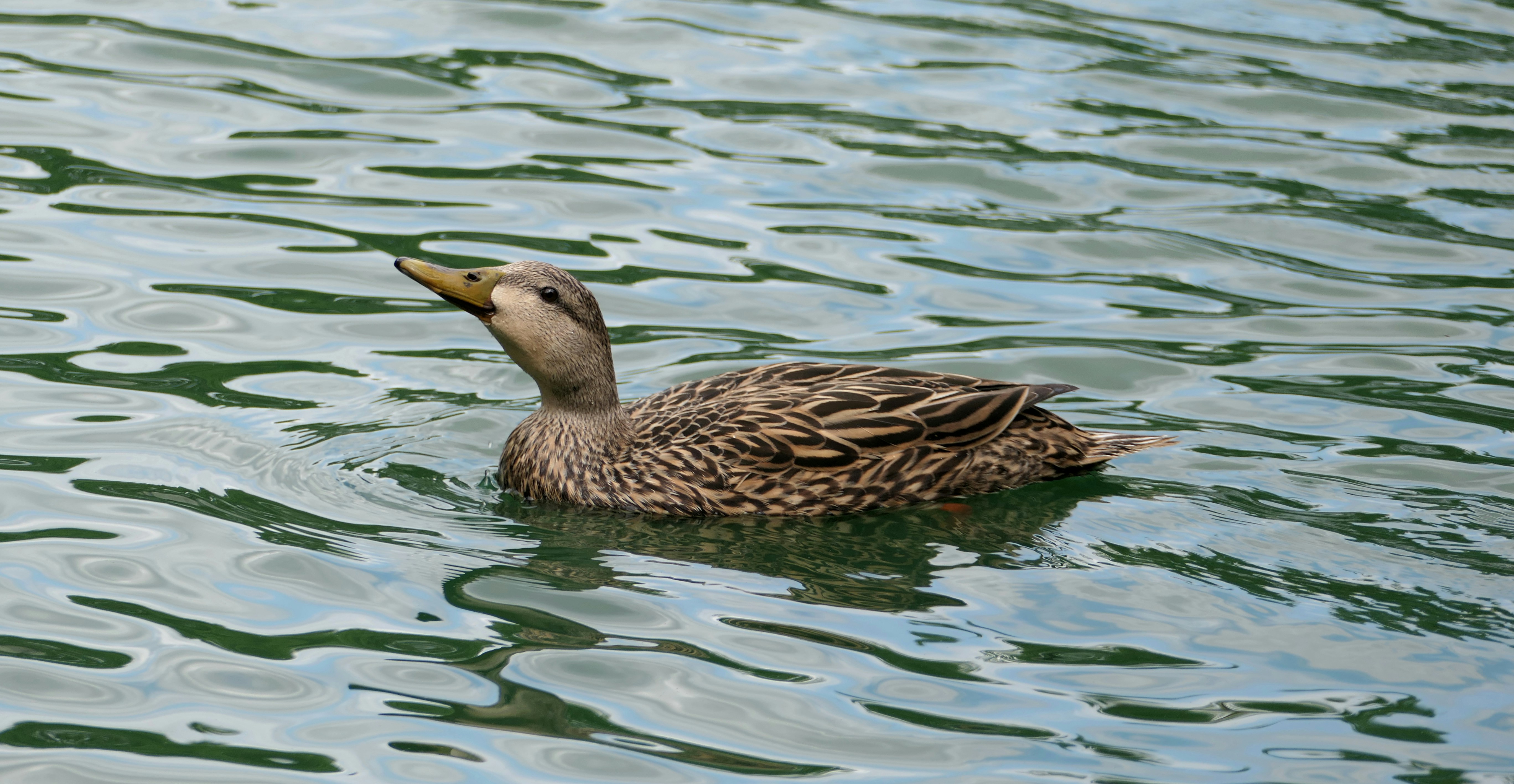 A curious brown muddling duck in moving water | A duck swims calmly in the water.