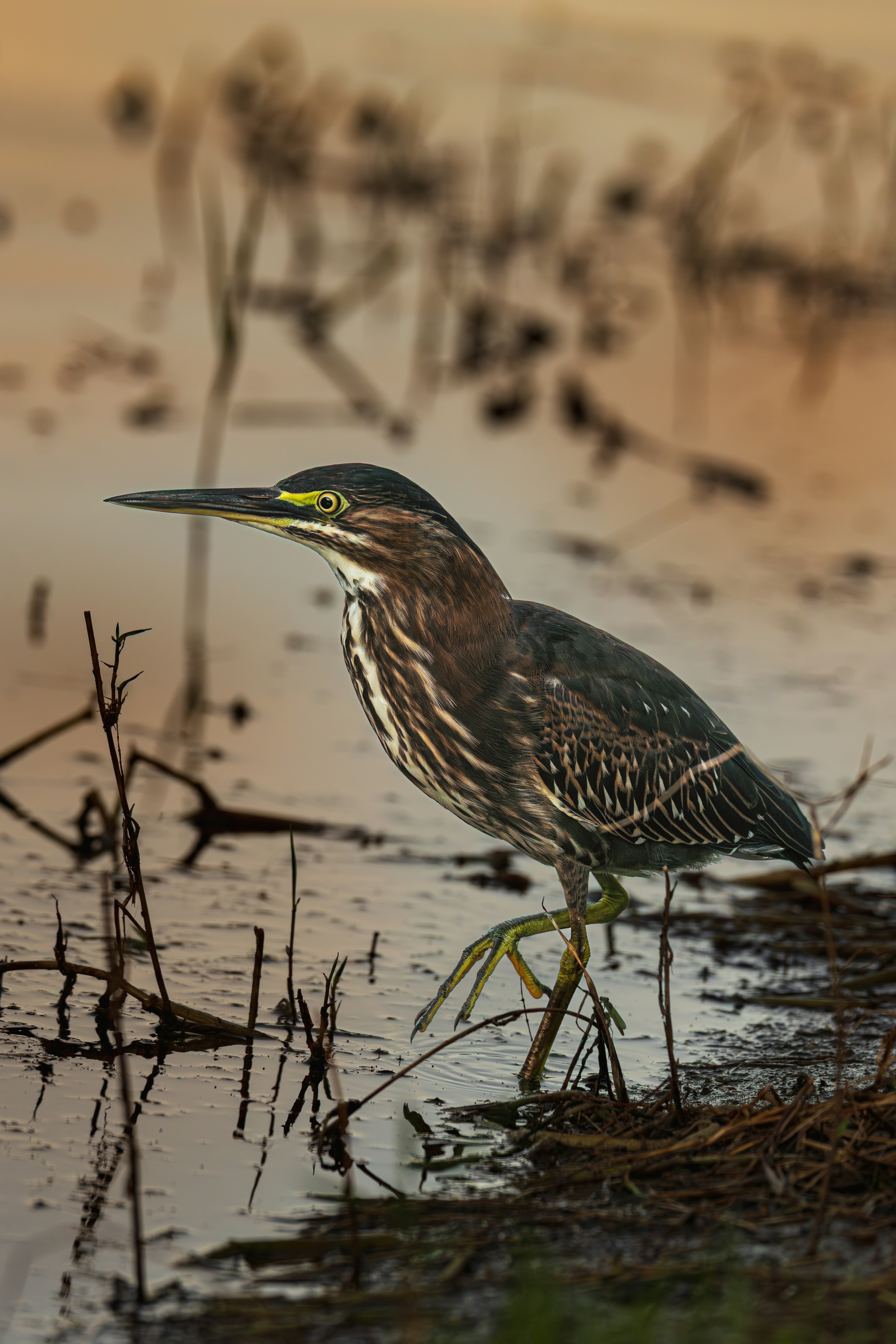 A small heron standing motionless in a swampy area, waiting to catch prey. Captured in natural light with soft background blur. | A green heron stands in shallow water.
