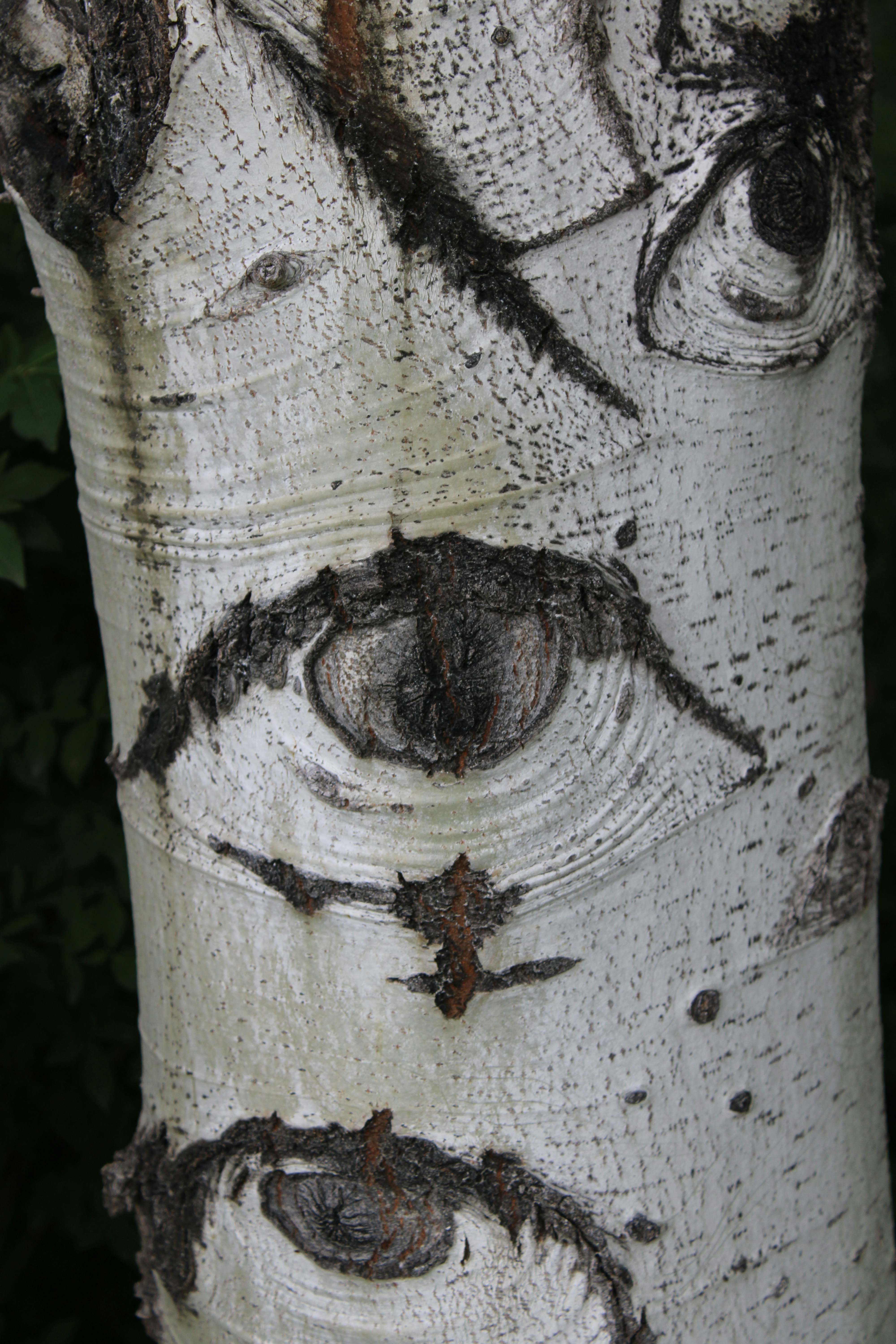 Whispers of Nature: The Intriguing Face of Birch