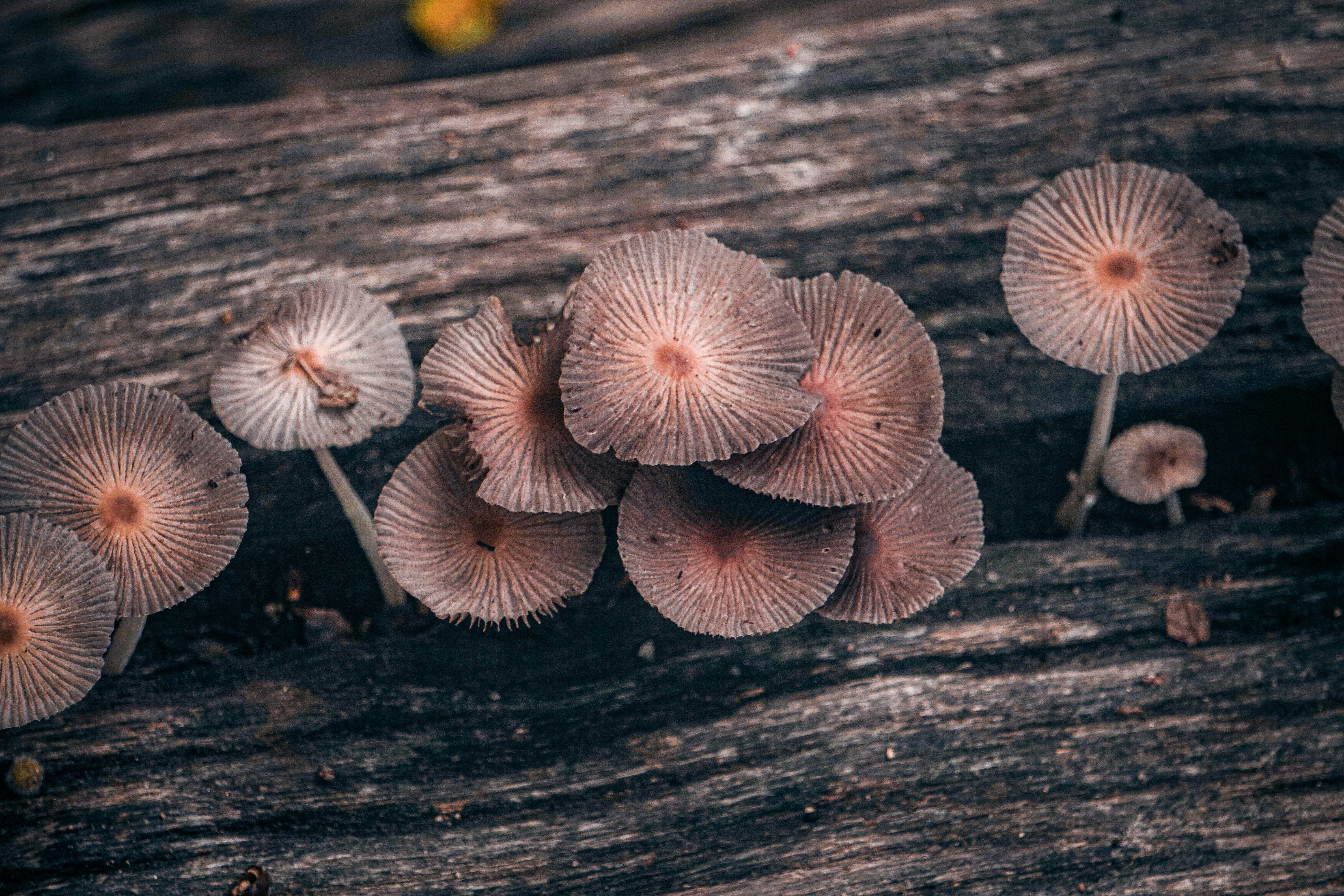 Whispers of the Forest Floor